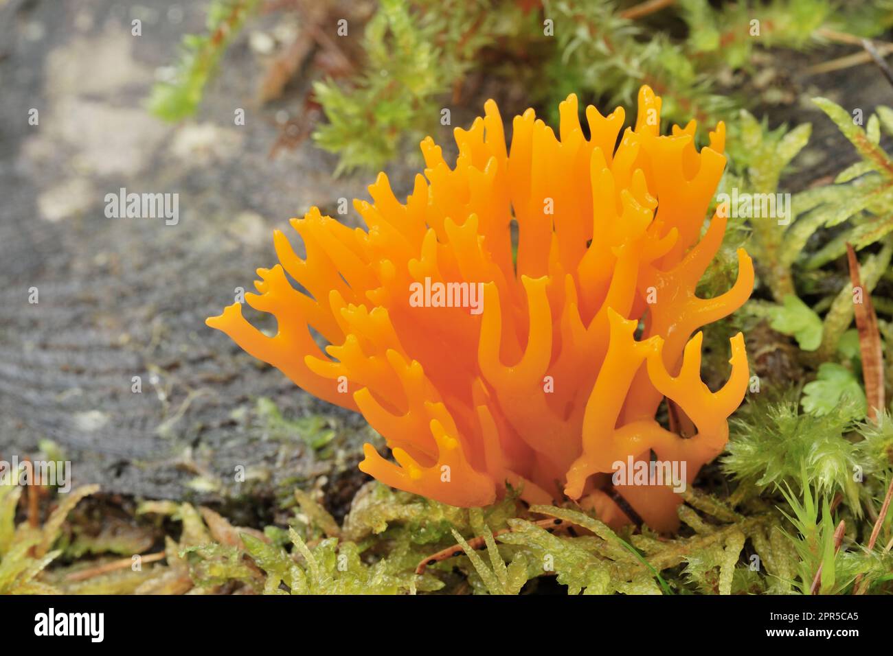 Yellow Antler / Yellow Stagshorn Fungi (Calocera viscosa) close-up of ...