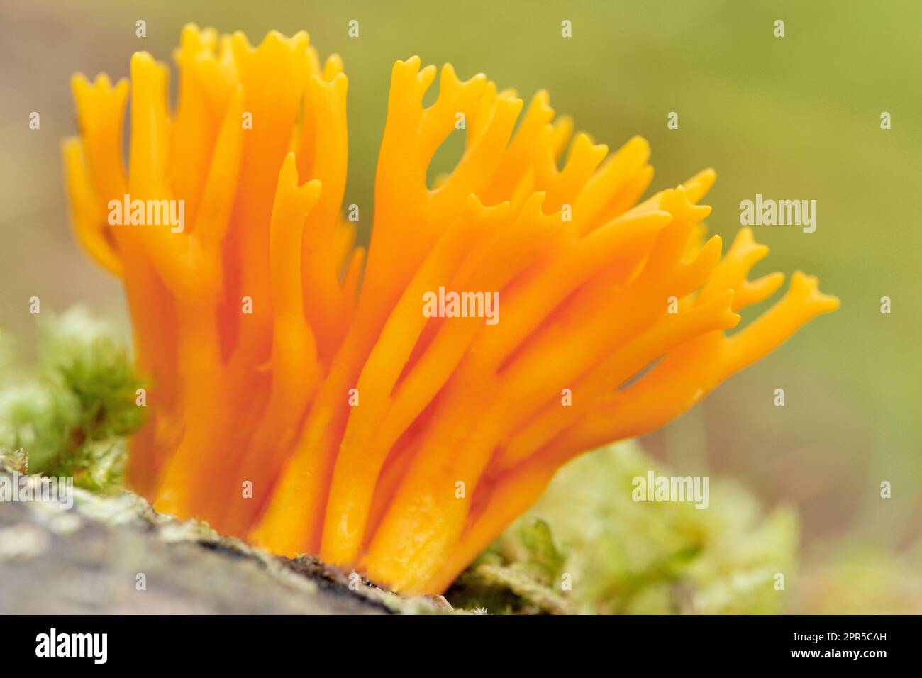 Yellow Antler / Yellow Stagshorn Fungi (Calocera viscosa) close-up of ...