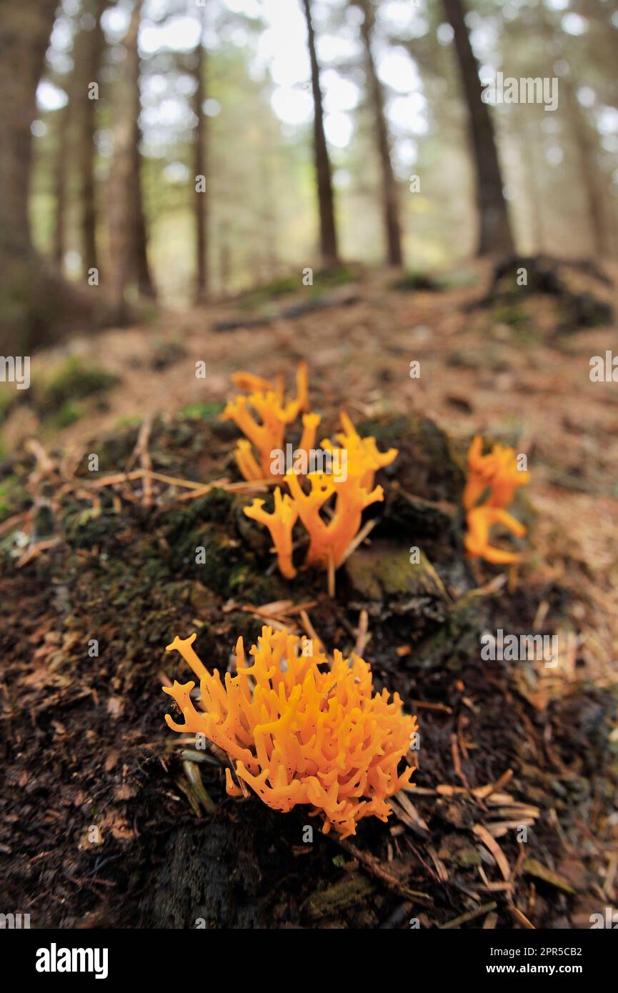 Yellow Antler / Yellow Stagshorn Fungi (Calocera viscosa) tufts growing ...