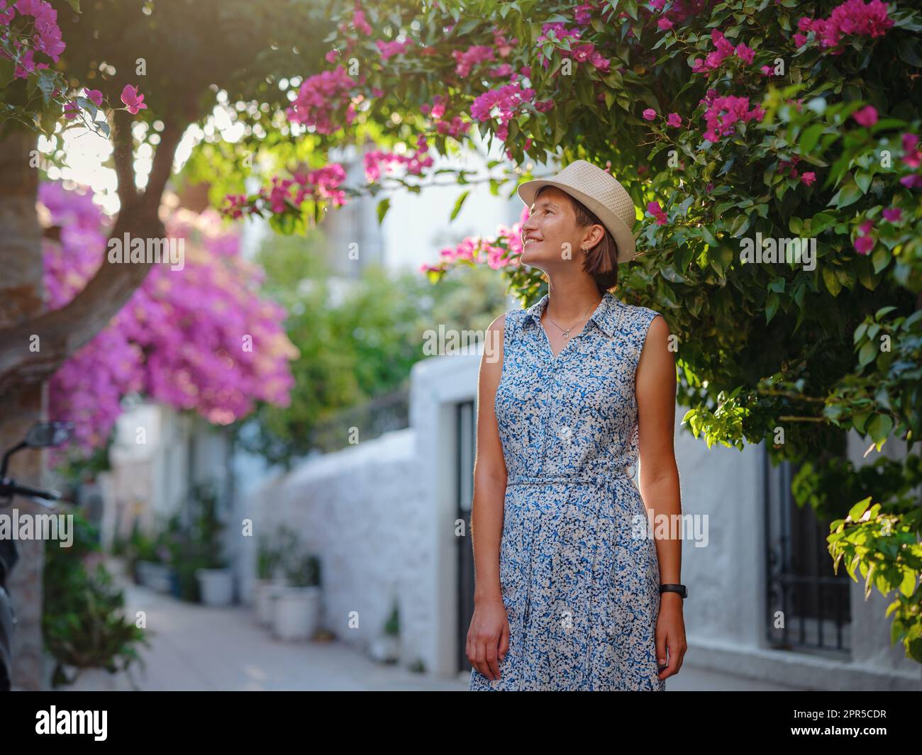 Blooming bougainvillea, streets of the old town of Bodrum, Turkey ...