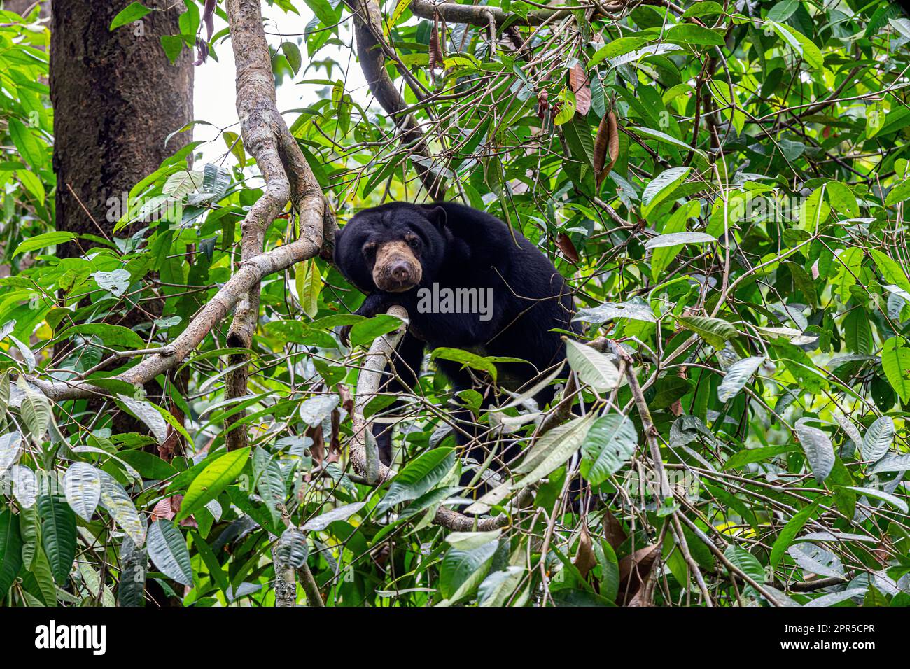 Bornean Sun Bear Conservation Centre (BSBCC), Sandakan, Sabah, Borneo ...