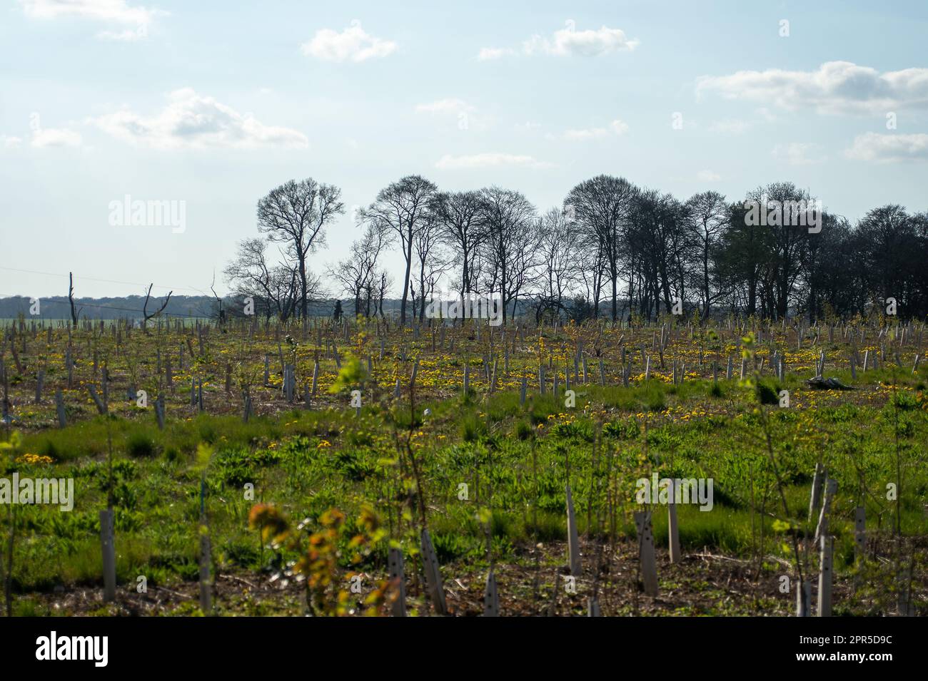Wendover Dean, Aylesbury, UK. 20th April, 2023. The HS2 translocation ...