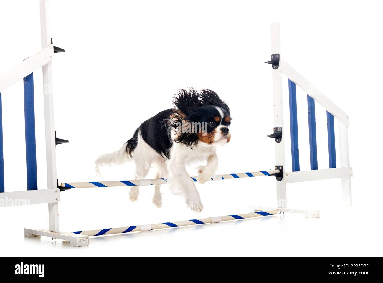 cavalier king charles in front of white background Stock Photo - Alamy