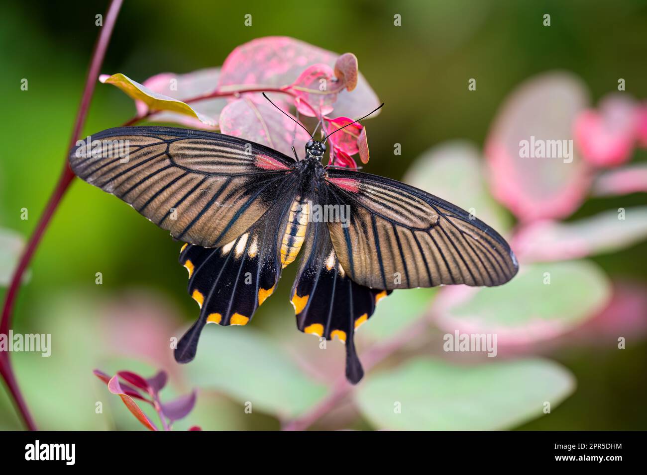 Papilio memnon, the Great Mormon butterfly on a leaf Stock Photo - Alamy