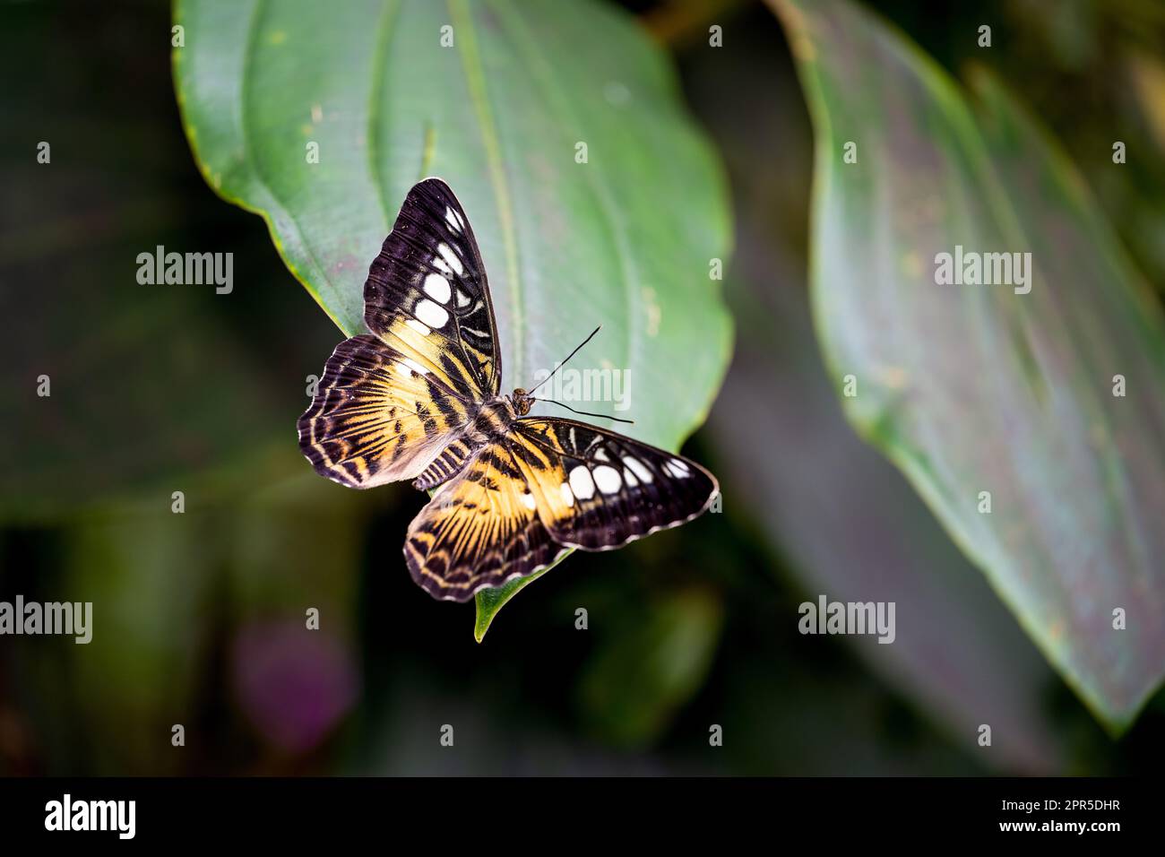 Parthenos sylvia, the Clipper butterfly on a leaf Stock Photo - Alamy