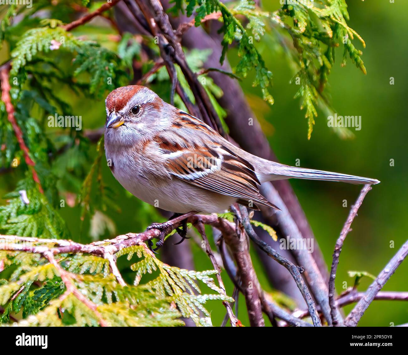 Chipping Sparrow perched on a cedar tree branch in its environment and ...