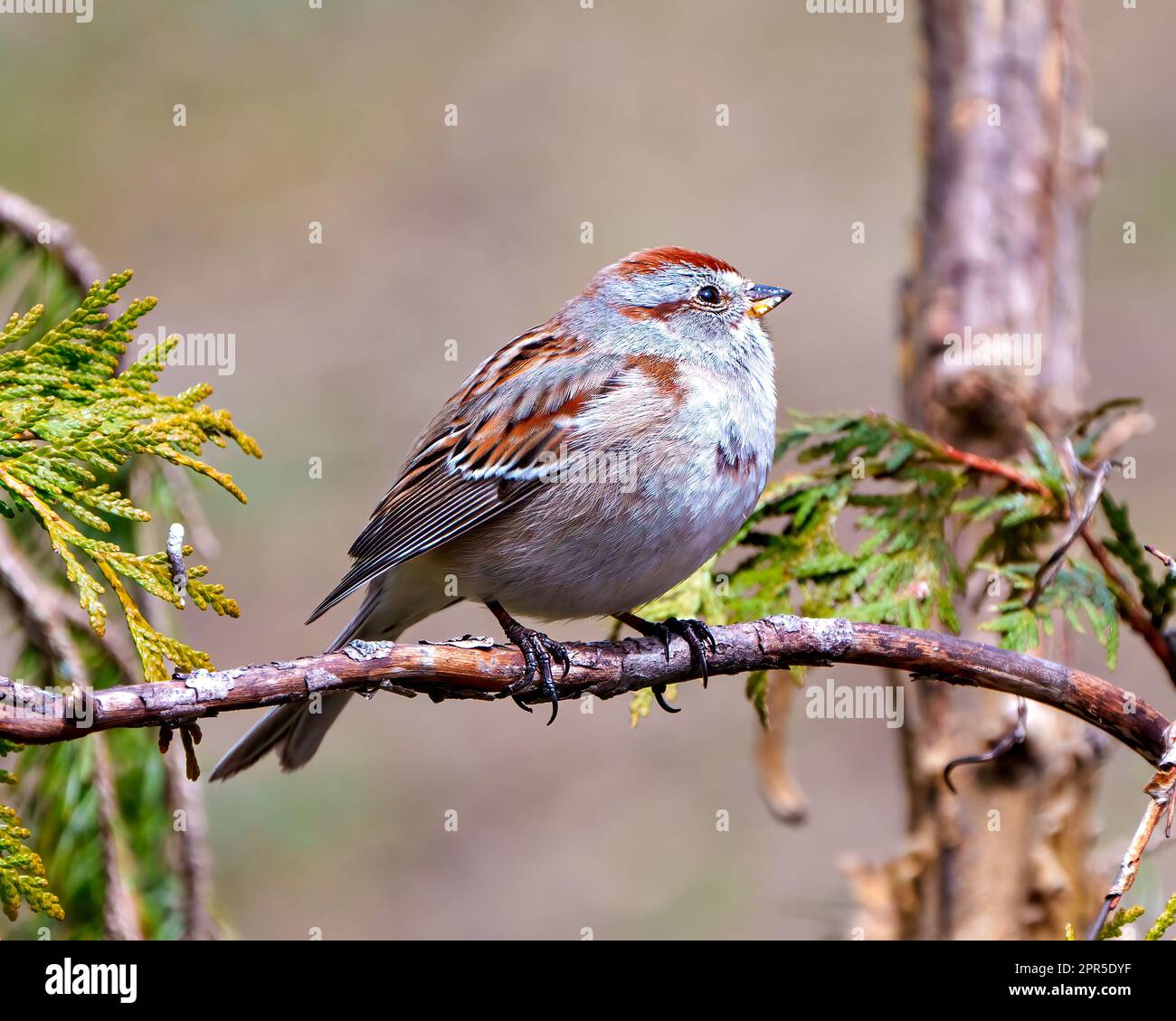 Side view of chipping sparrow hi-res stock photography and images - Alamy