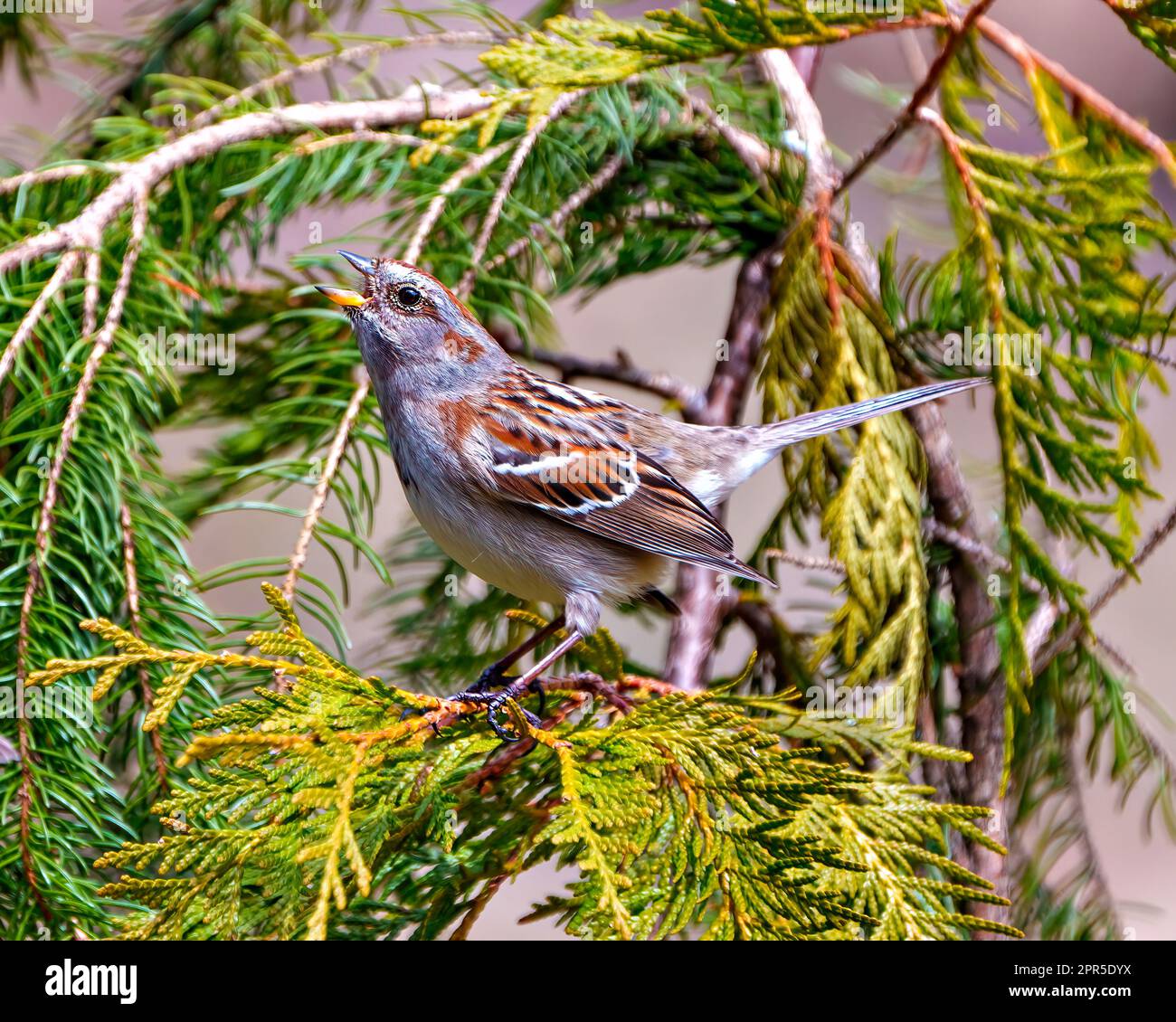 Chipping Sparrow perched on a cedar tree branch with spread wings and ...