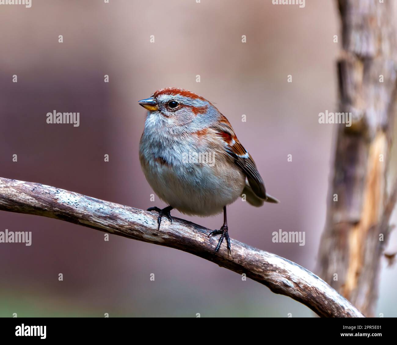 Chipping Sparrow close-up profile view perched on a branch with a soft ...