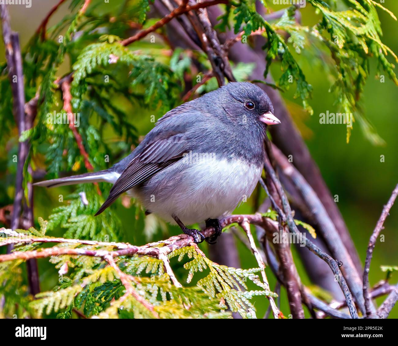 Junco close-up profile view perched with a coniferous forest background ...