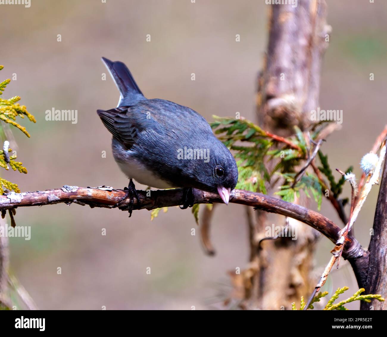 Junco close-up profile view perched with a soft brown background in its ...