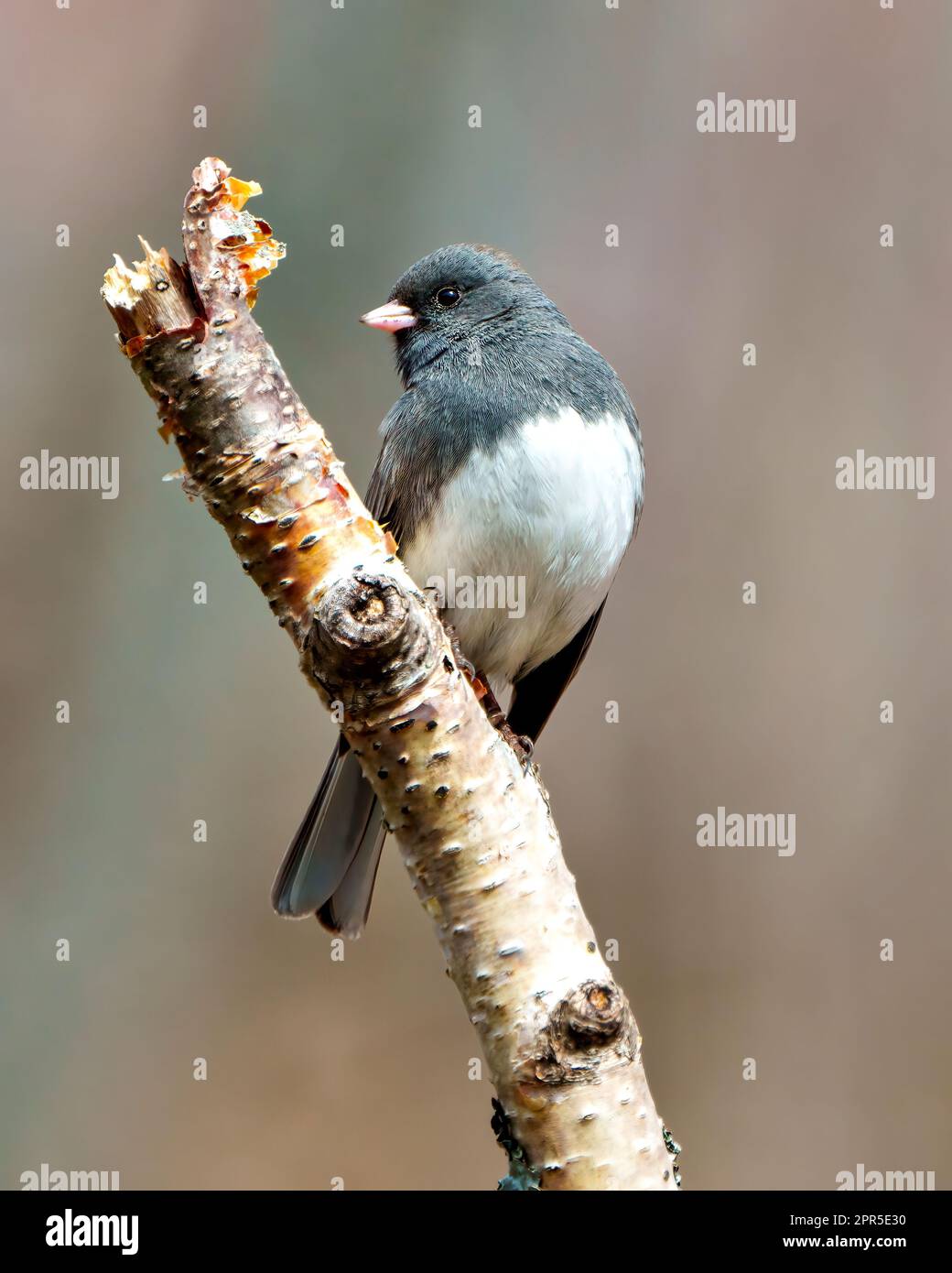 Junco close-up profile view perched on a birch twig with a soft blur ...