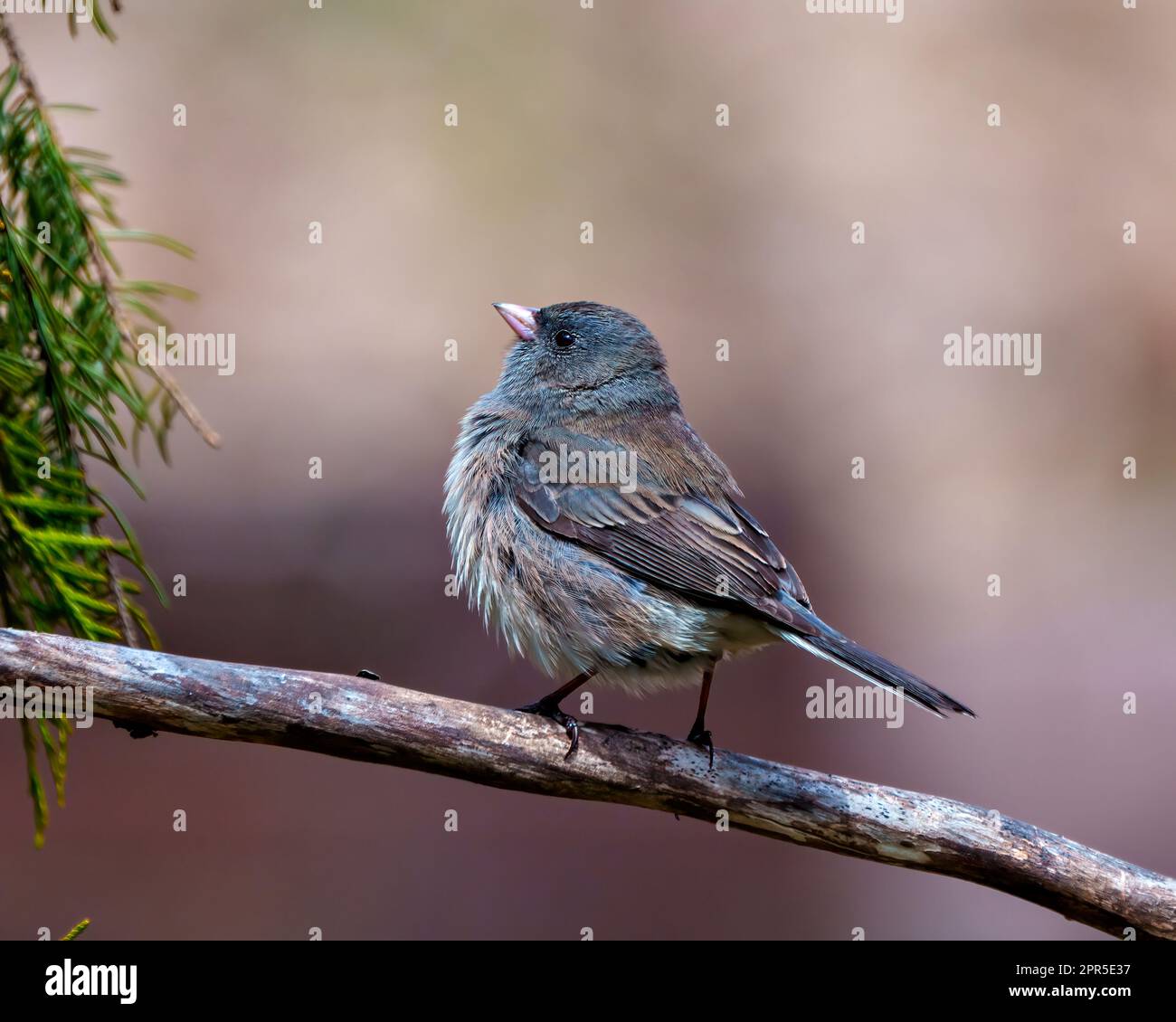 Junco close-up profile view perched with a coniferous forest background ...