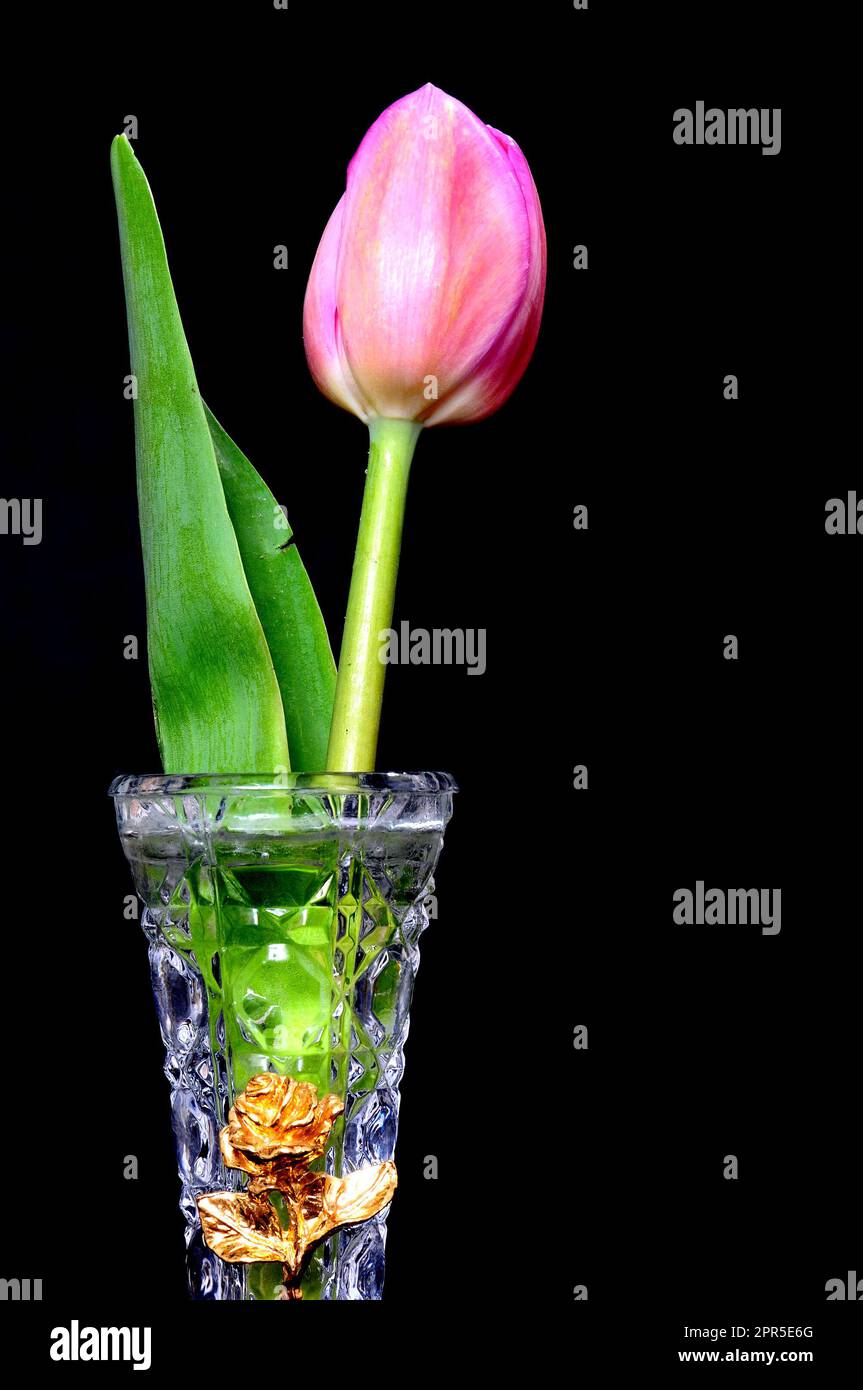 Lavender tulip isolated over a black background Stock Photo - Alamy