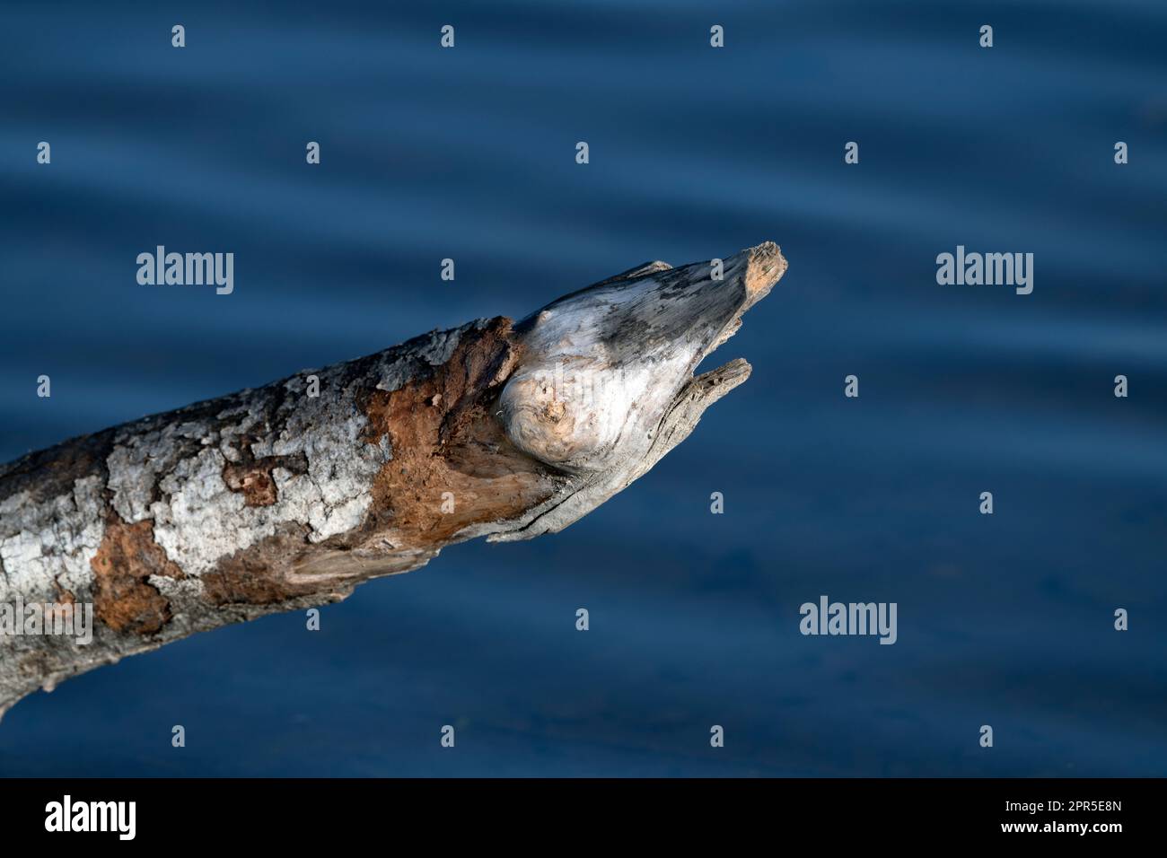 Log sticking out of water looking like a Pike fish Stock Photo - Alamy
