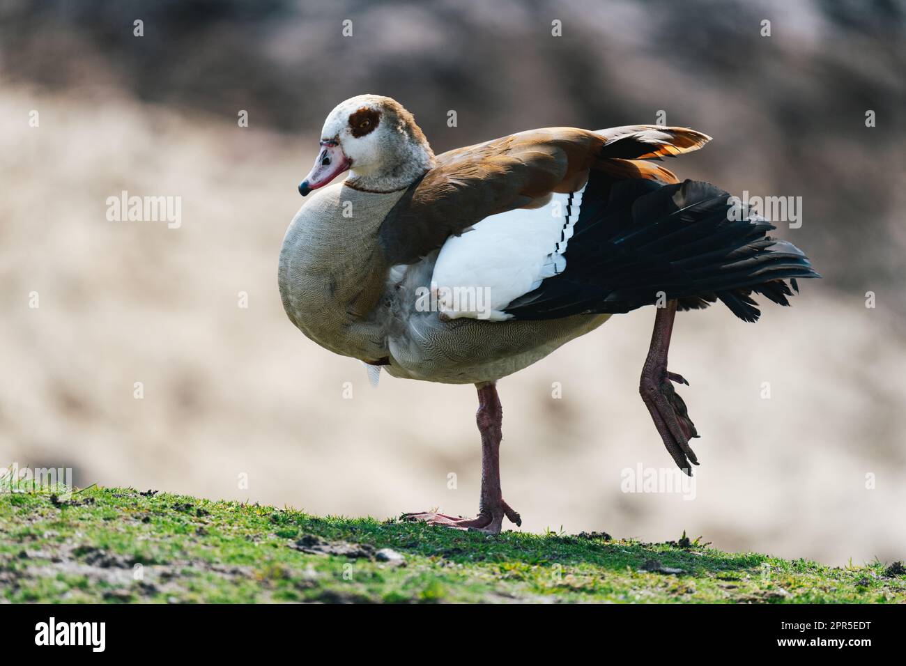 The Egyptian goose (Alopochen aegyptiaca) standing on one leg Stock ...