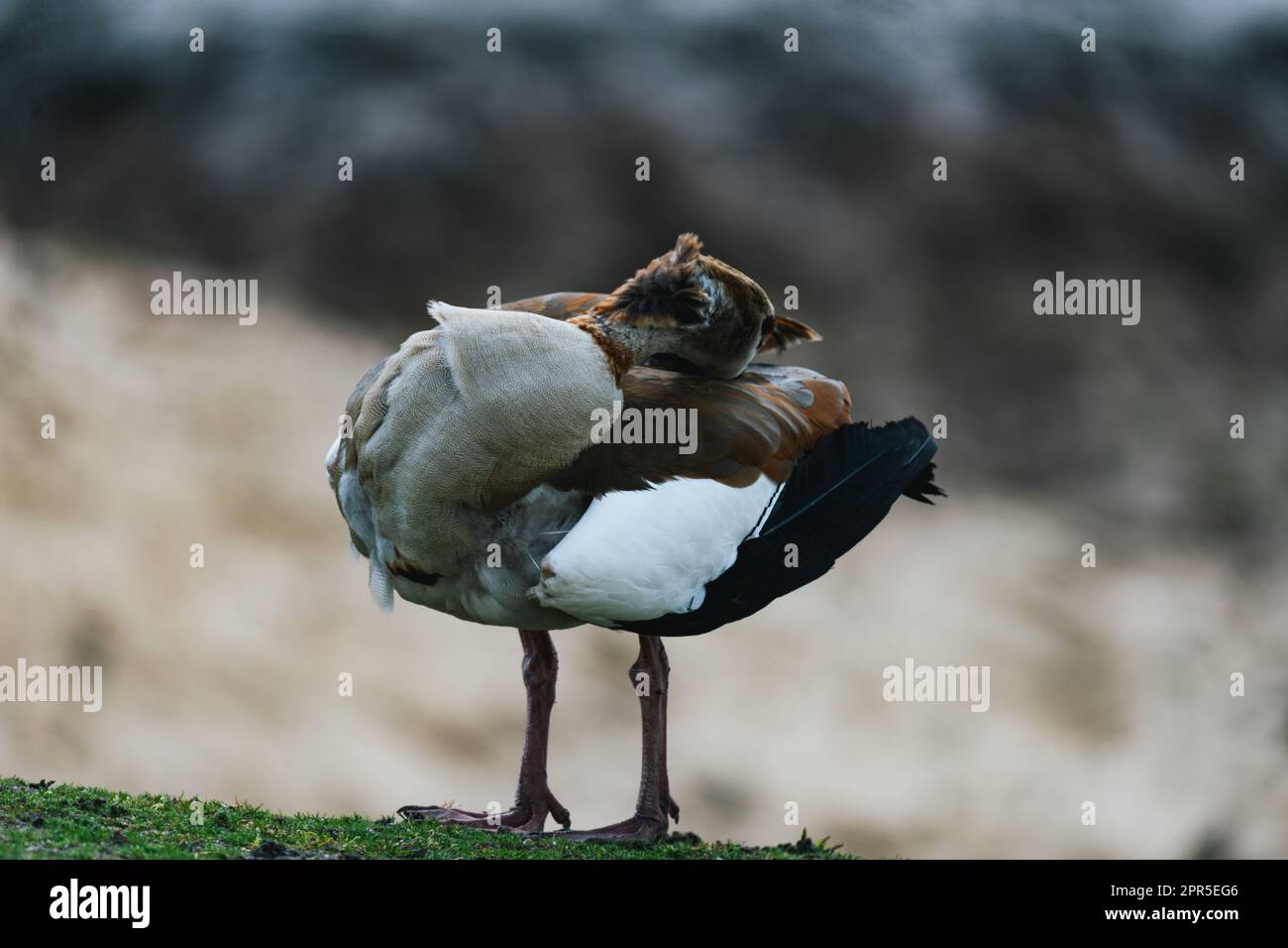 The Egyptian goose (Alopochen aegyptiaca) cleaning its feathers Stock ...
