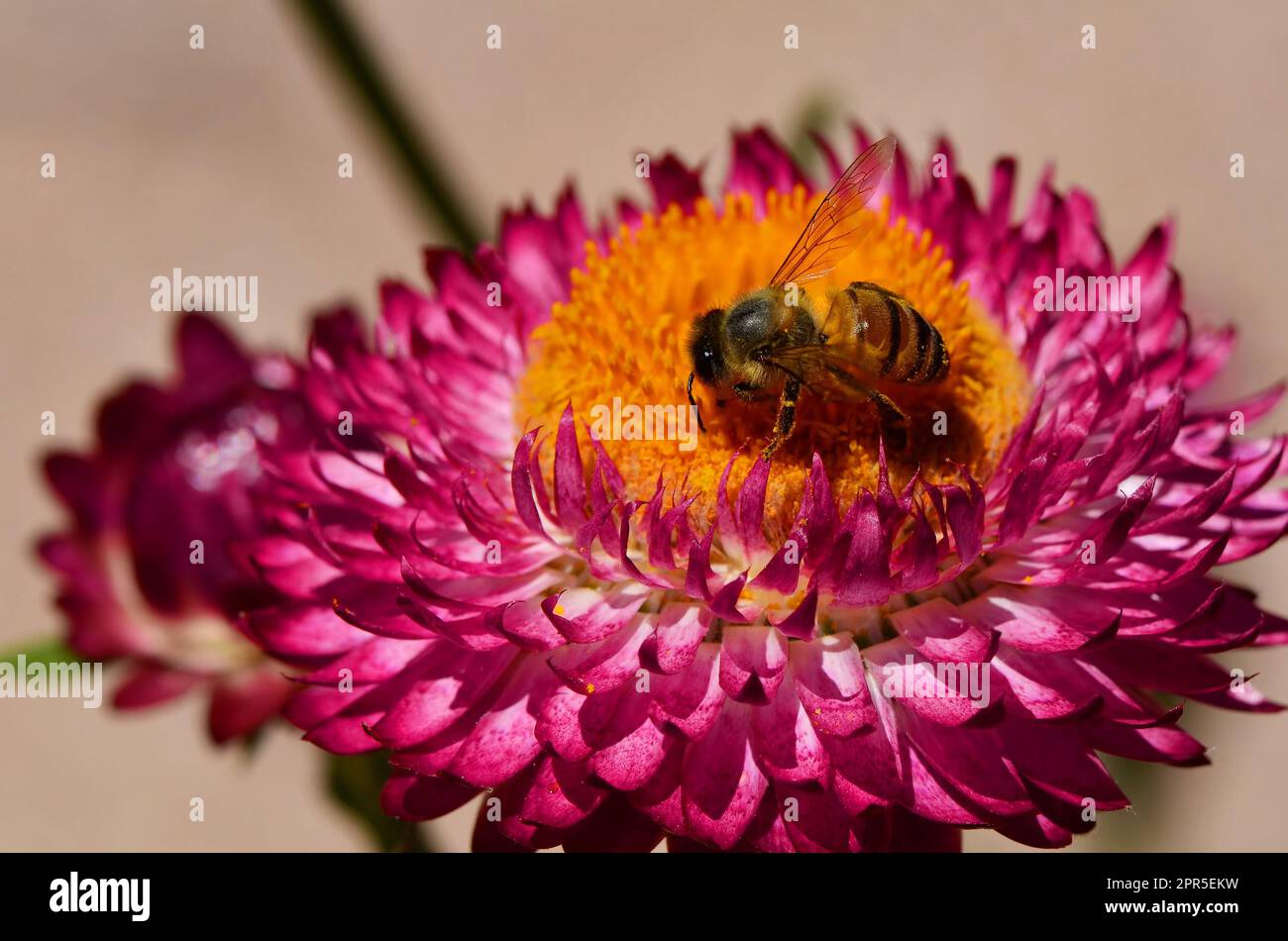 Honey bee with pollen on a yellow and crimson blossom Stock Photo - Alamy