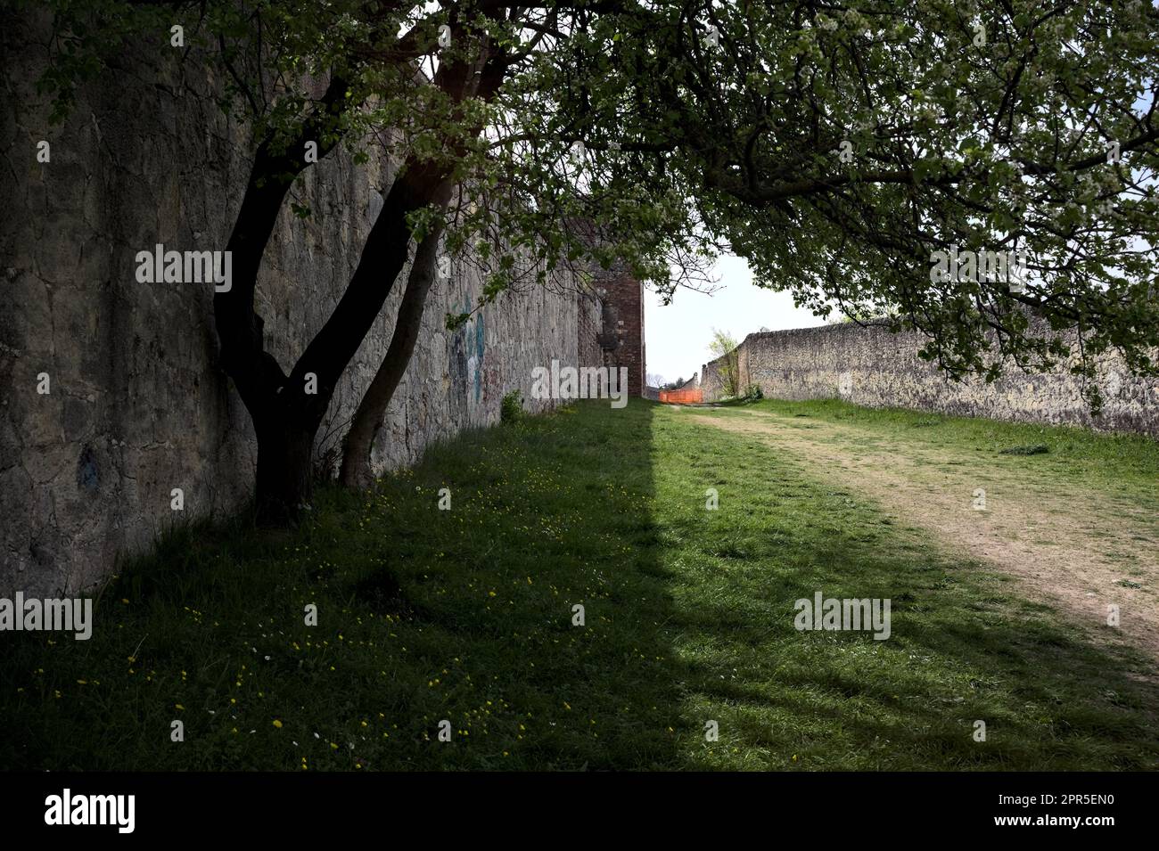 Tree in a dirt path between boundary walls in a park by the hillside ...