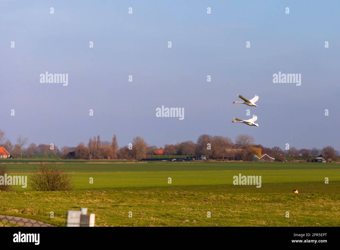 Migrating swans fly over a gorgeous pastoral setting in Groningen ... Migrating swans fly over a gorgeous pastoral setting in Groningen ...