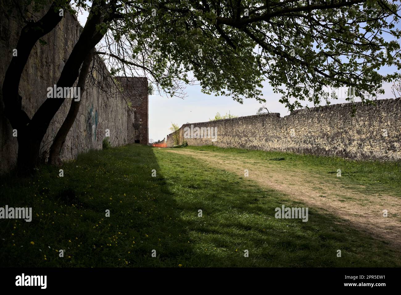 Tree in a dirt path between boundary walls in a park by the hillside ...