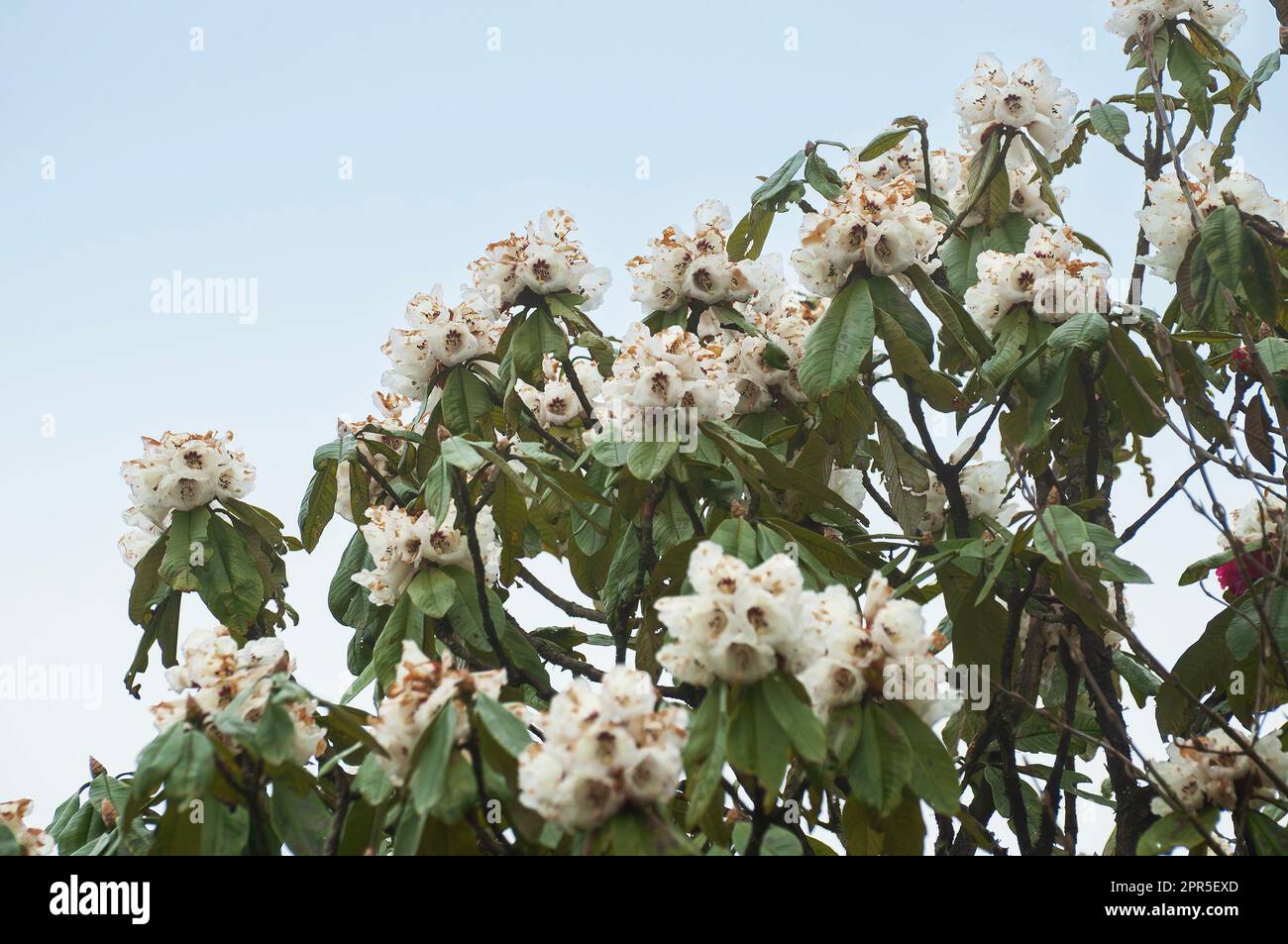 Beautiful view of blooming Rhododendron flowers, Rhododendron niveum ...