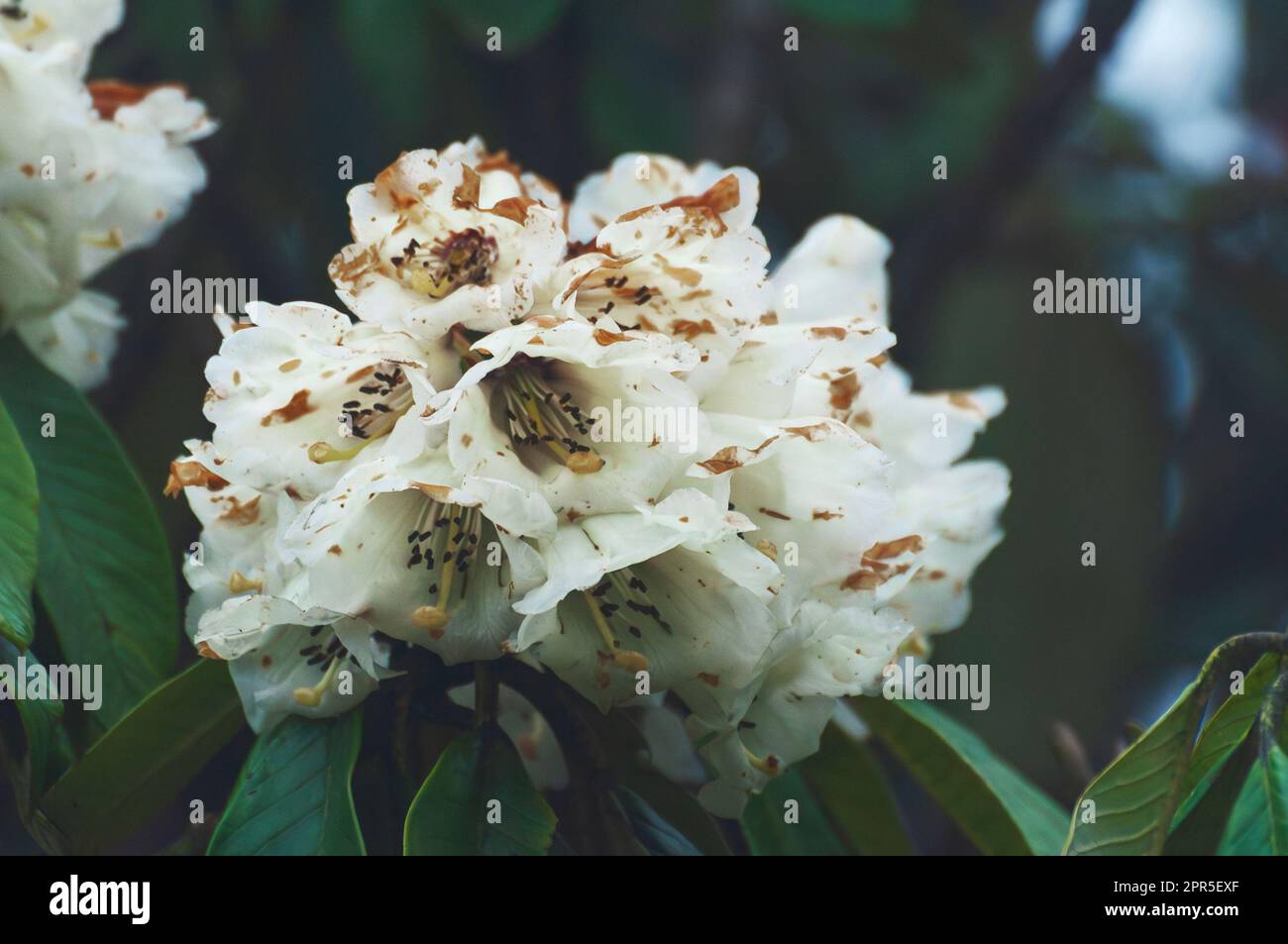 State tree of sikkim hi-res stock photography and images - Alamy