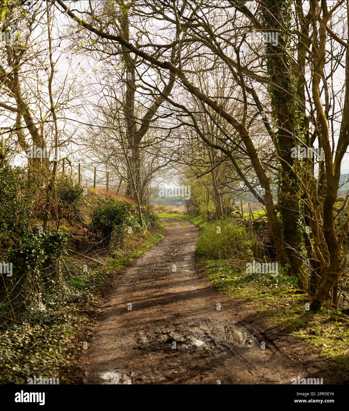 English country lane in spring hi-res stock photography and images - Alamy