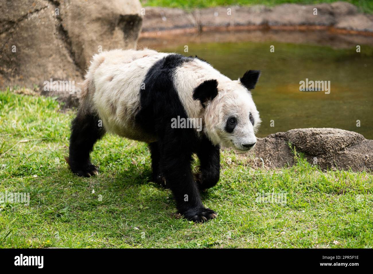 Memphis. 25th Apr, 2023. This photo taken on April 25, 2023 shows giant ...