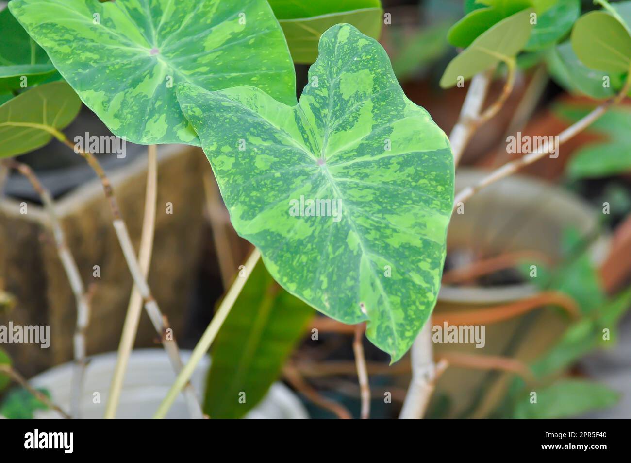 Colocasia esculenta midori sour, Colocasia or midori sour or Colocasia ...