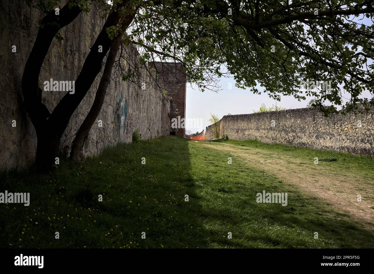 Tree in a dirt path between boundary walls in a park by the hillside ...
