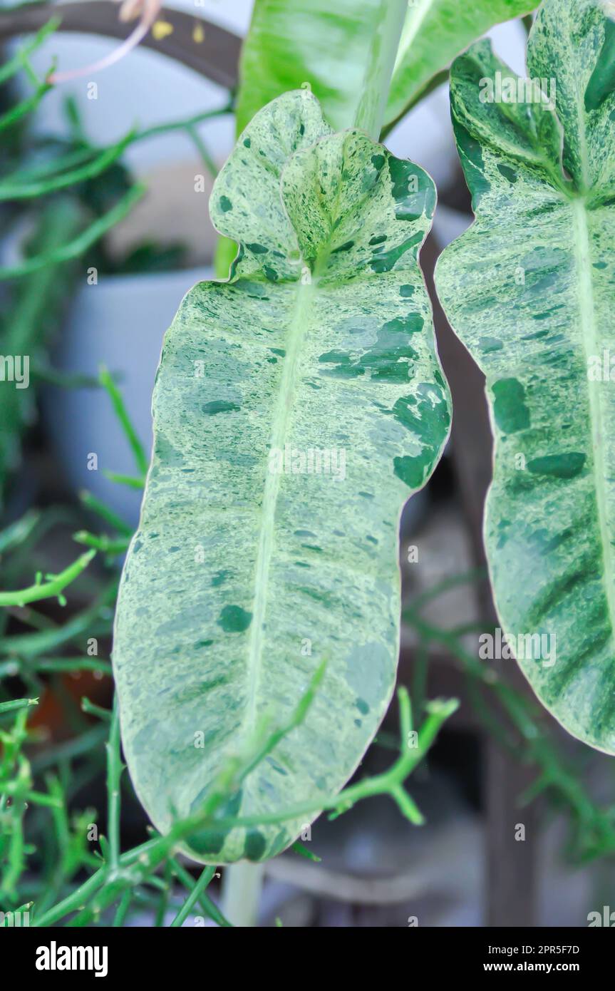 Philodendron Paraiso verde ,Marina Ruy Barbosa or Philodendron plant ...