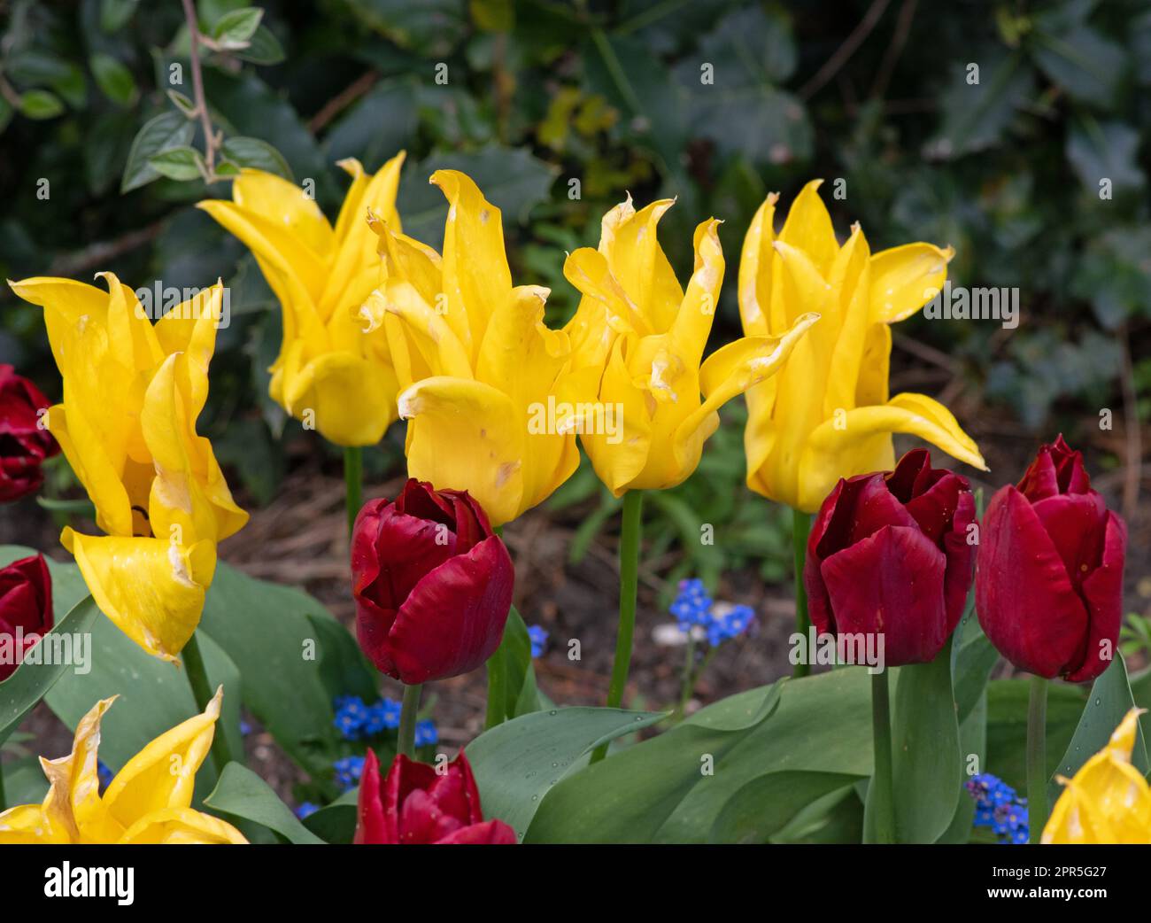 Tulipa Jan Reus (red) West point (yellow Stock Photo - Alamy