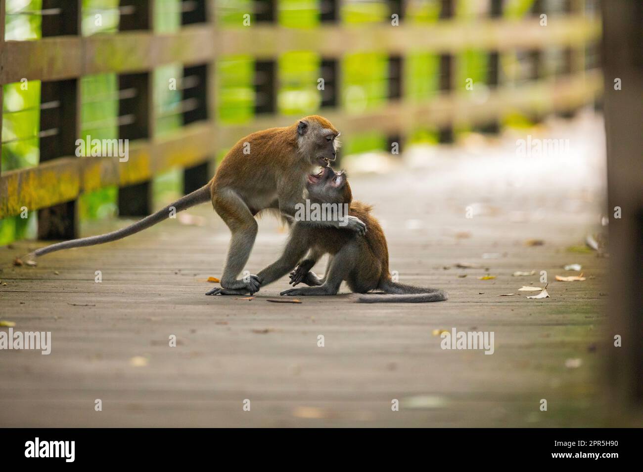 Two young long tailed macaques play on a boardwalk above a mangrove ...
