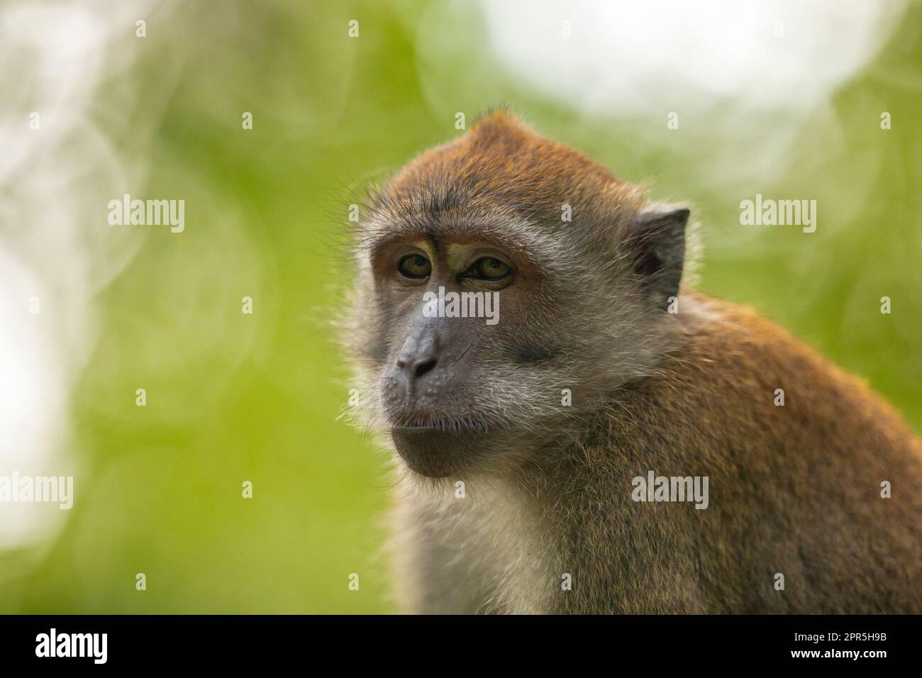 Close up of long tailed macaque rolling its eyes, Singapore Stock Photo ...
