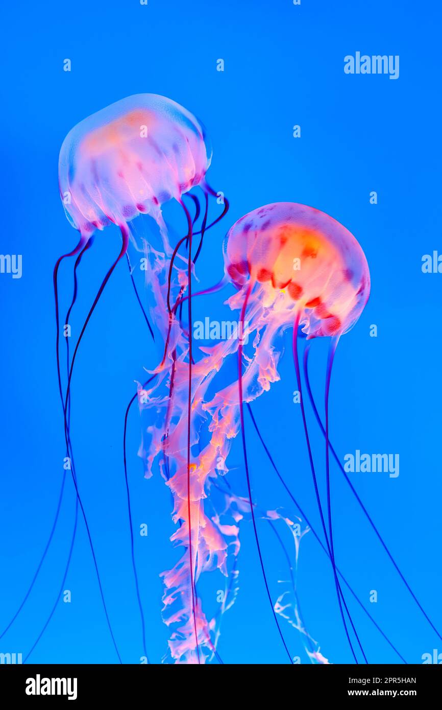 Fish loving animal hi-res stock photography and images - Alamy