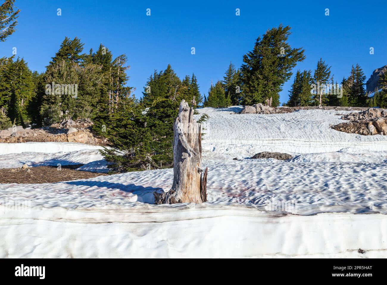 old tree stump looks at an old worker with snow on Mount Lassen in the ...