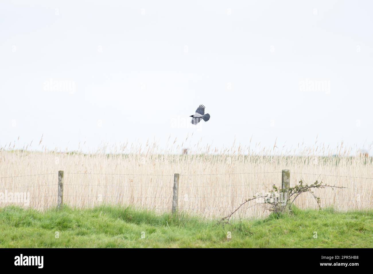 Hooded Crow (Corvus cornix) Cley Norfolk UK GB April 2023 Stock Photo ...