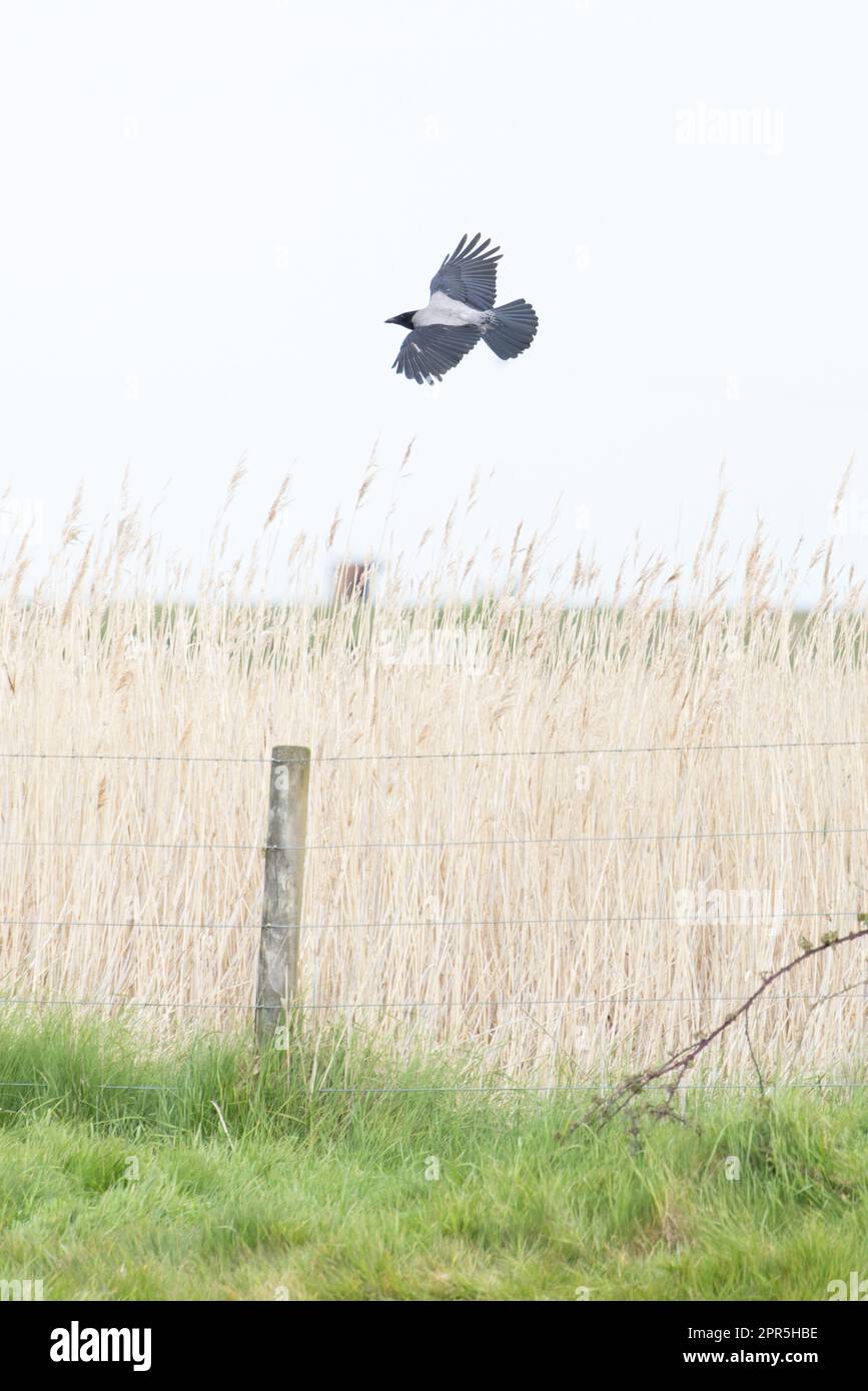 Flying hooded crow hi-res stock photography and images - Alamy