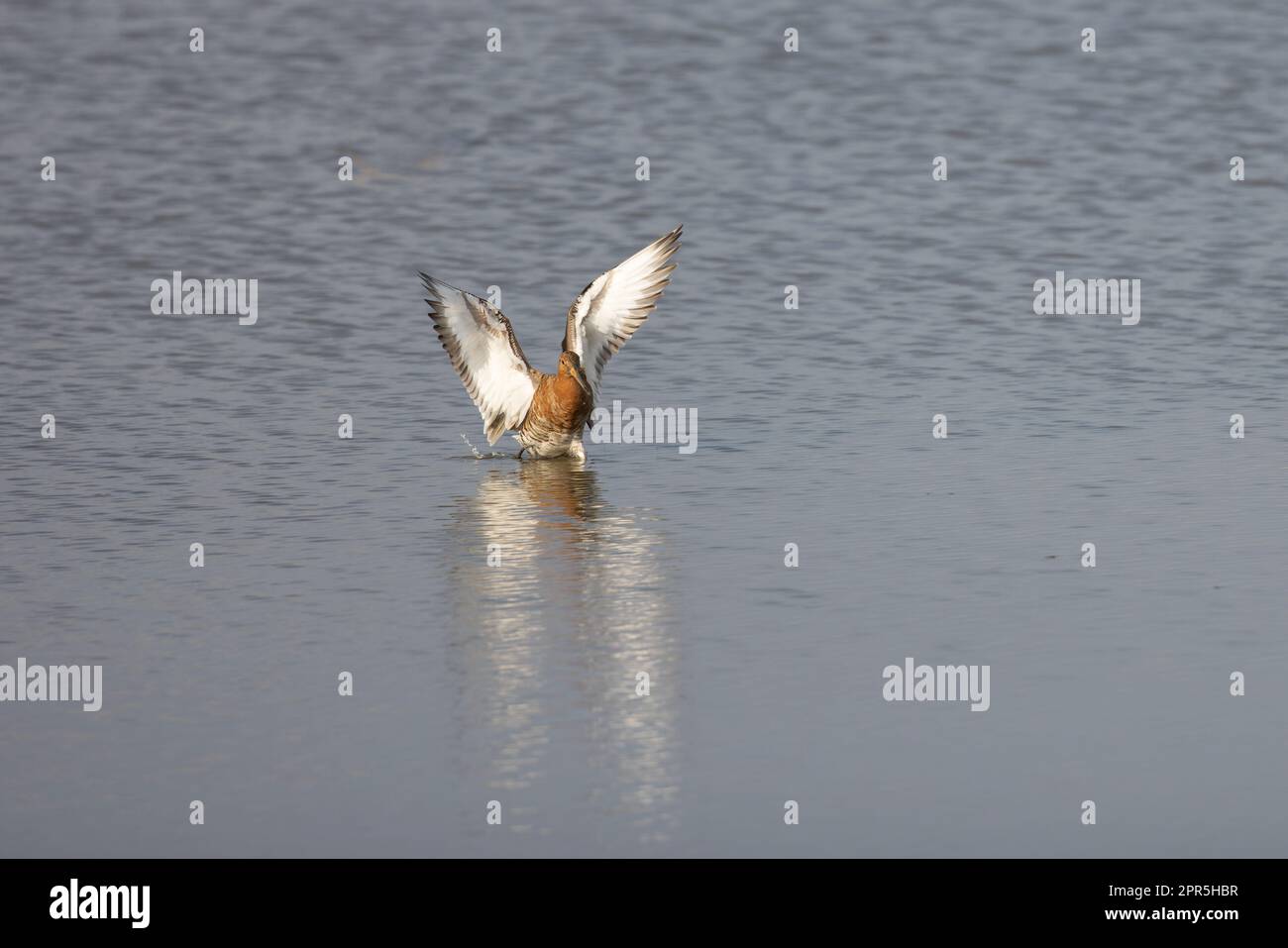 Limosa limosa islandica in summer plumage hi-res stock photography and ...