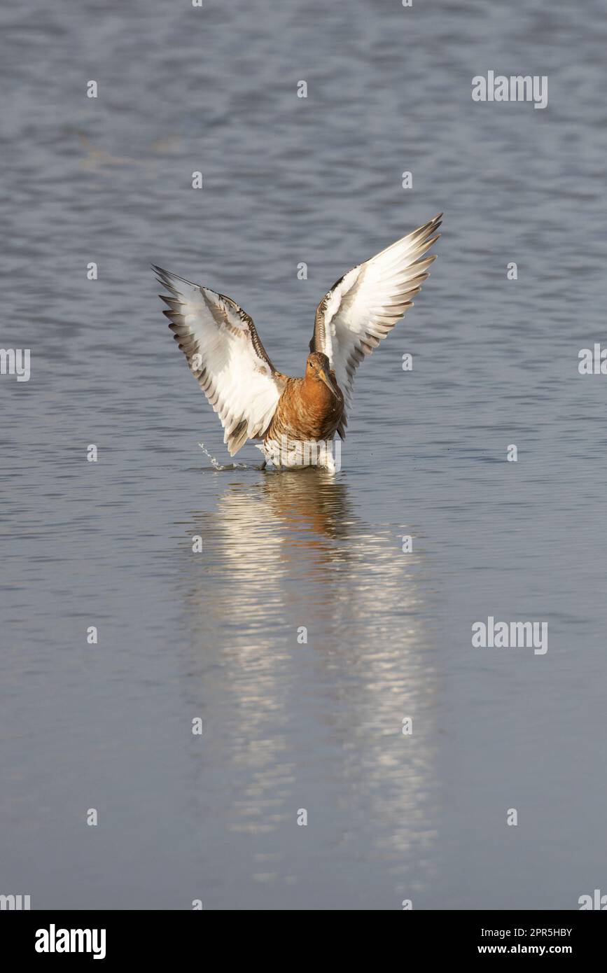 Limosa limosa islandica in summer plumage hi-res stock photography and ...
