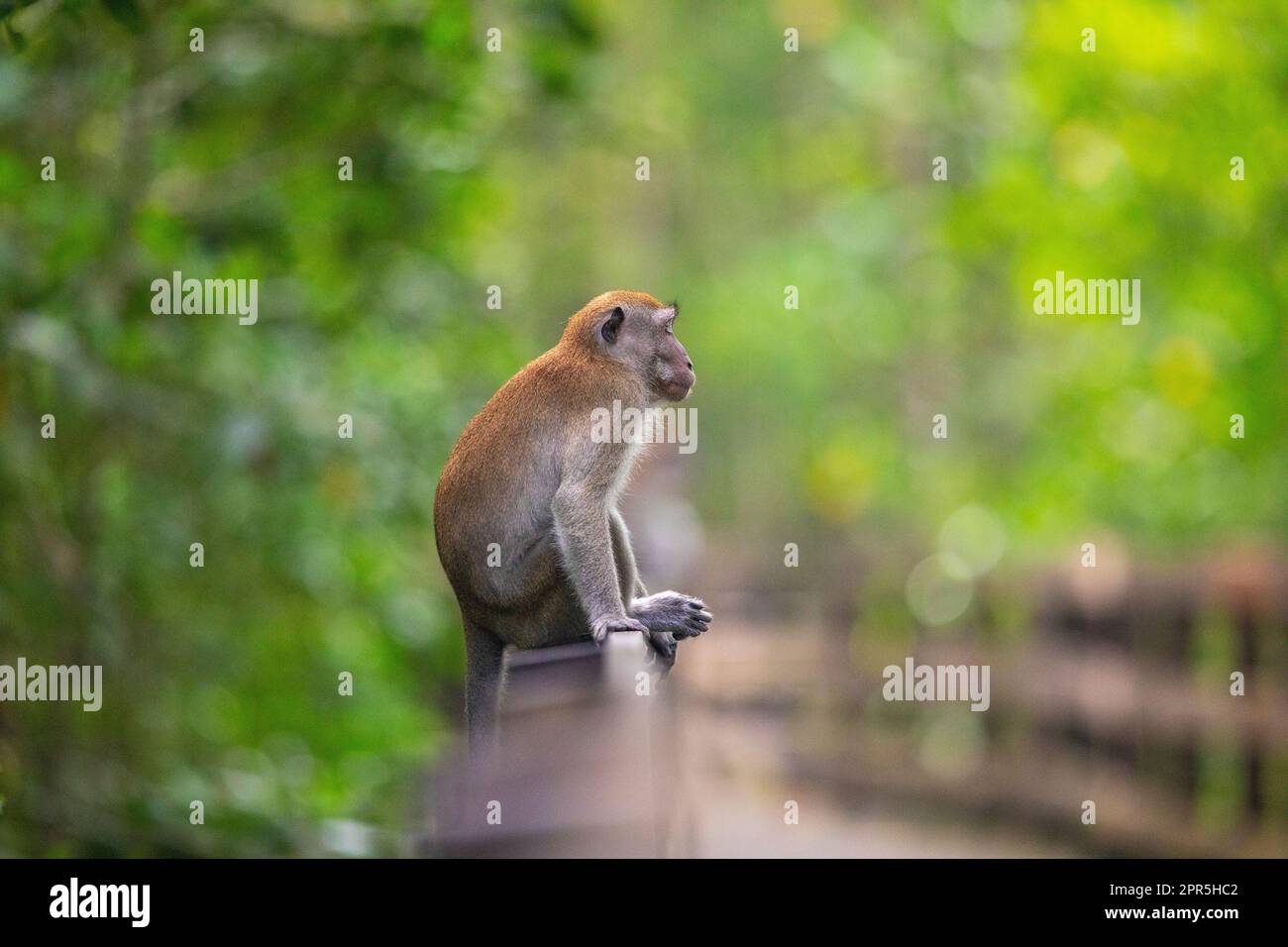 Long tailed macaque sitting on a boardwalk balustrade above a mangrove ...