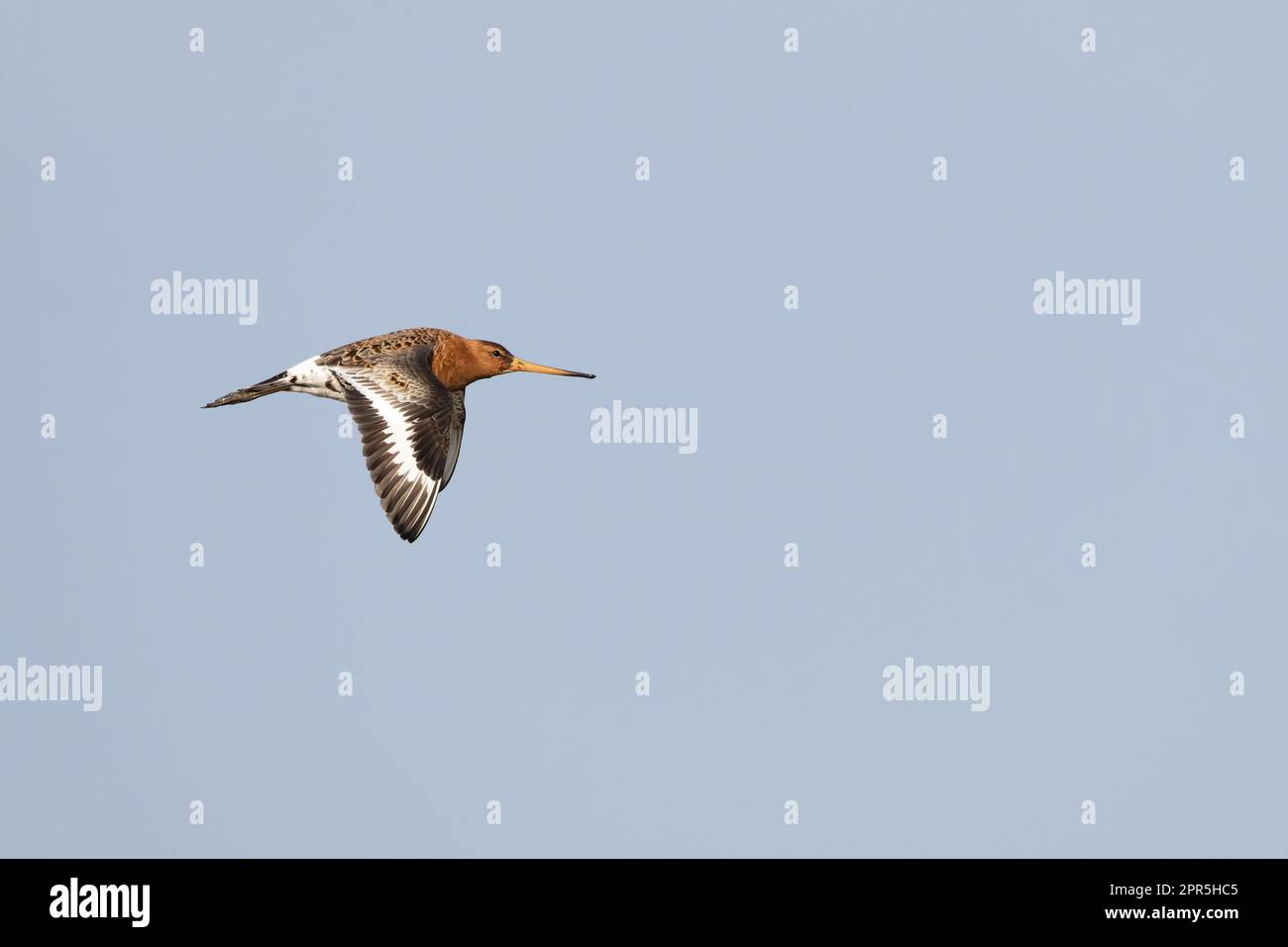 Limosa limosa islandica in summer plumage hi-res stock photography and ...