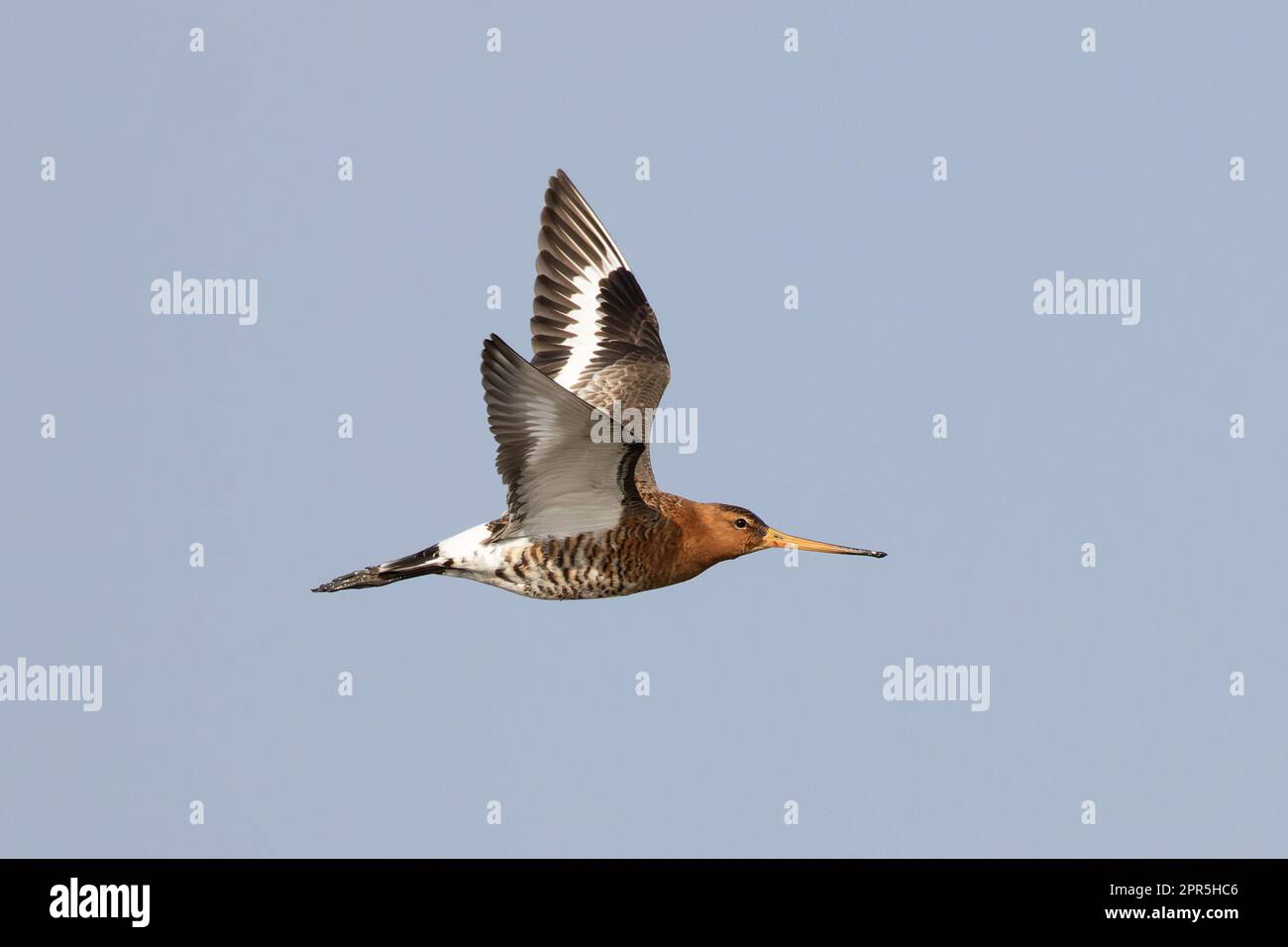 Limosa limosa islandica in summer plumage hi-res stock photography and ...