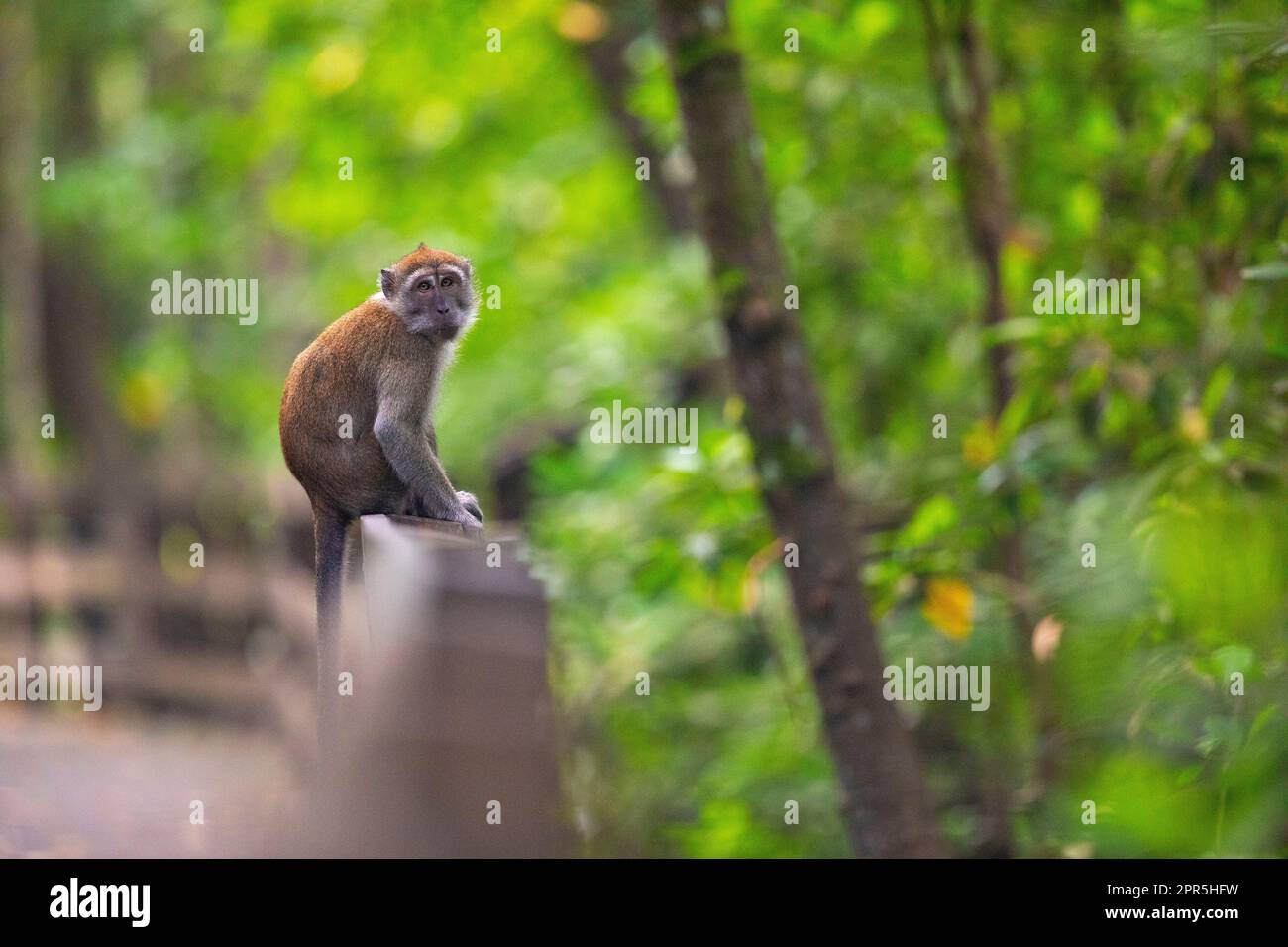 Long tailed macaque sitting on a boardwalk balustrade above a mangrove ...
