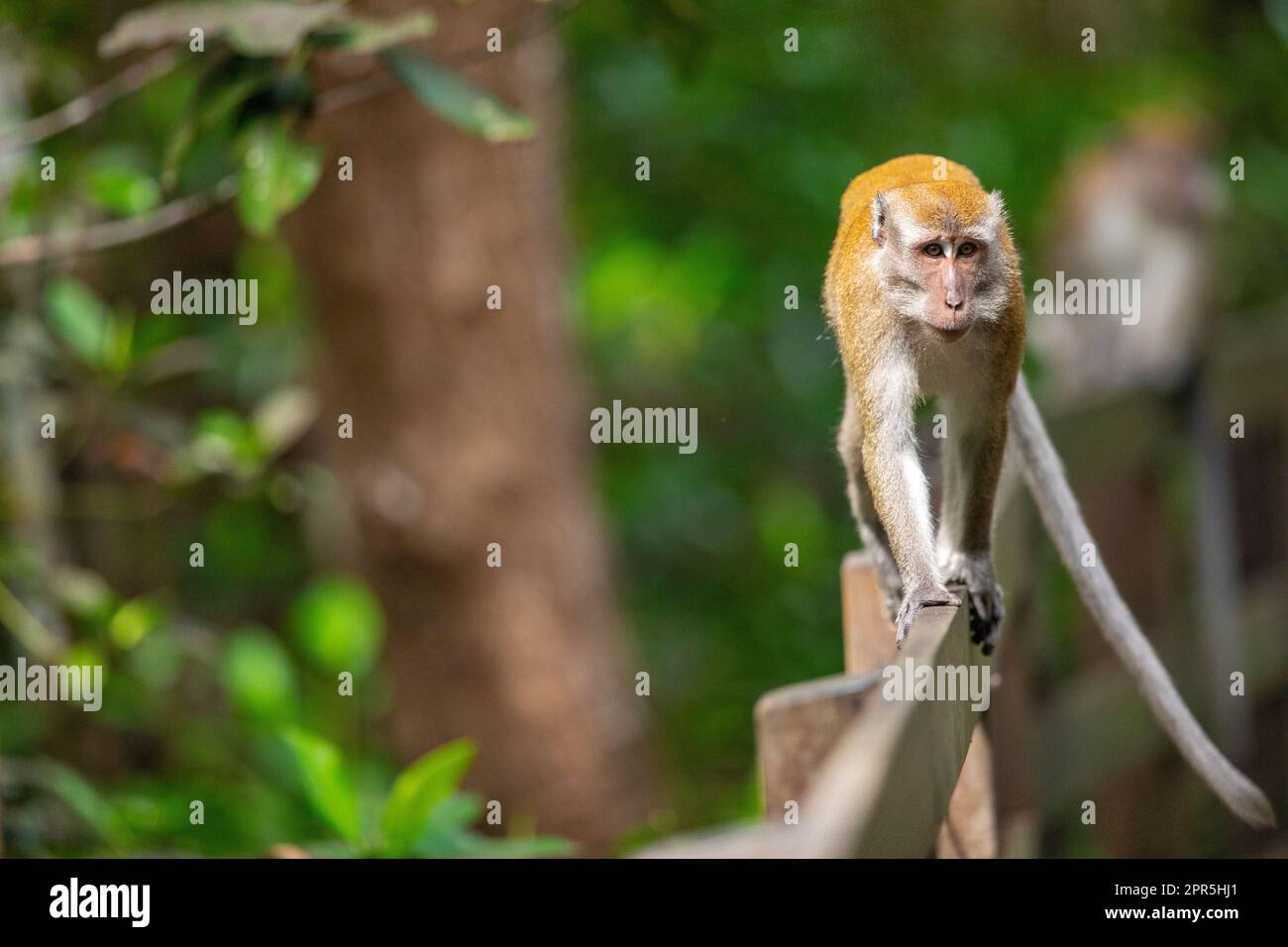 Long tailed macaque walking along a boardwalk balustrade above a ...