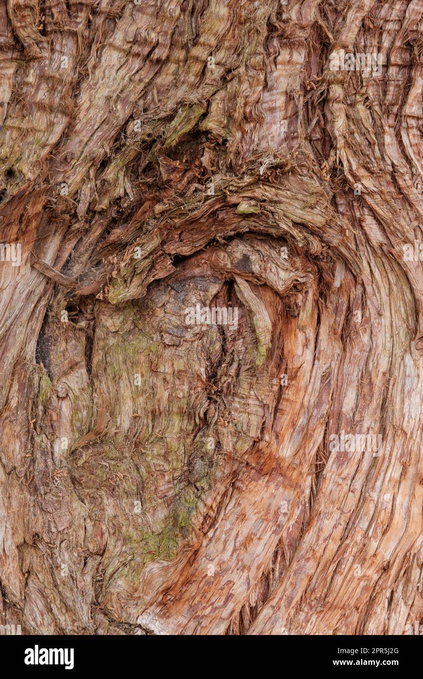 Detail of bark/trunk of a Japenese cedar tree Stock Photo - Alamy