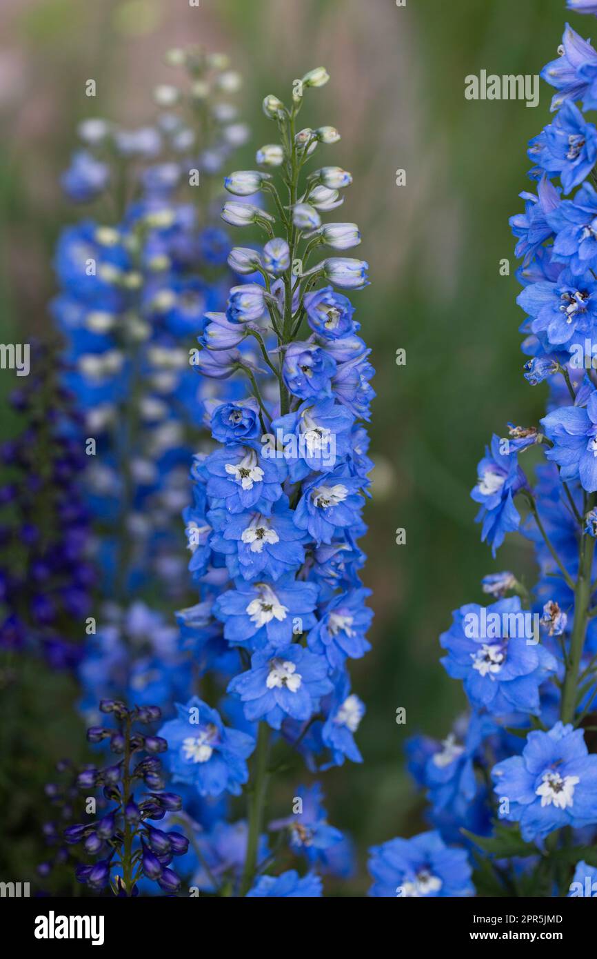 Delphiniums summer close up hi-res stock photography and images - Alamy