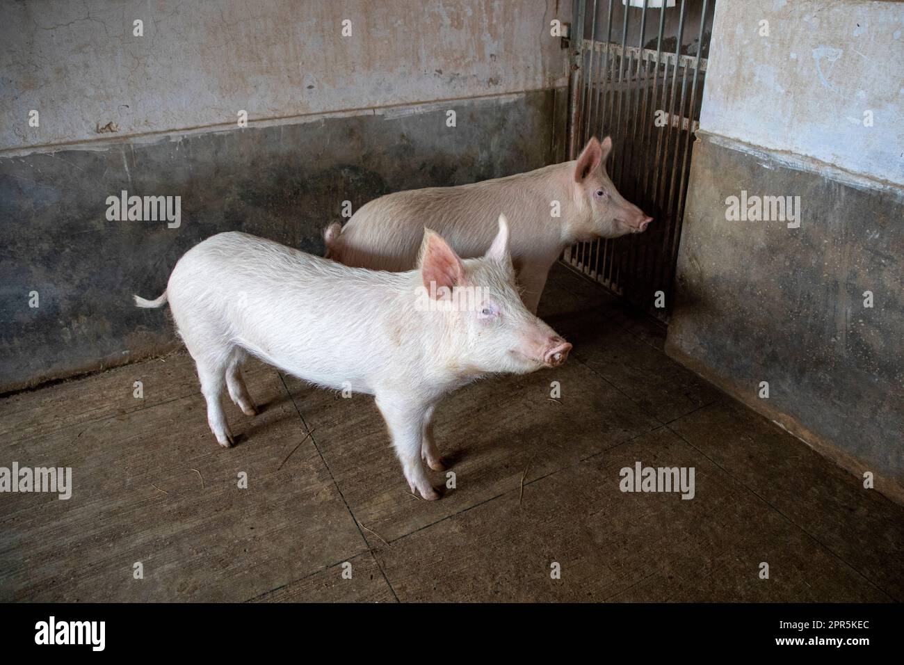 The domestic pigs standing on a farm Stock Photo - Alamy