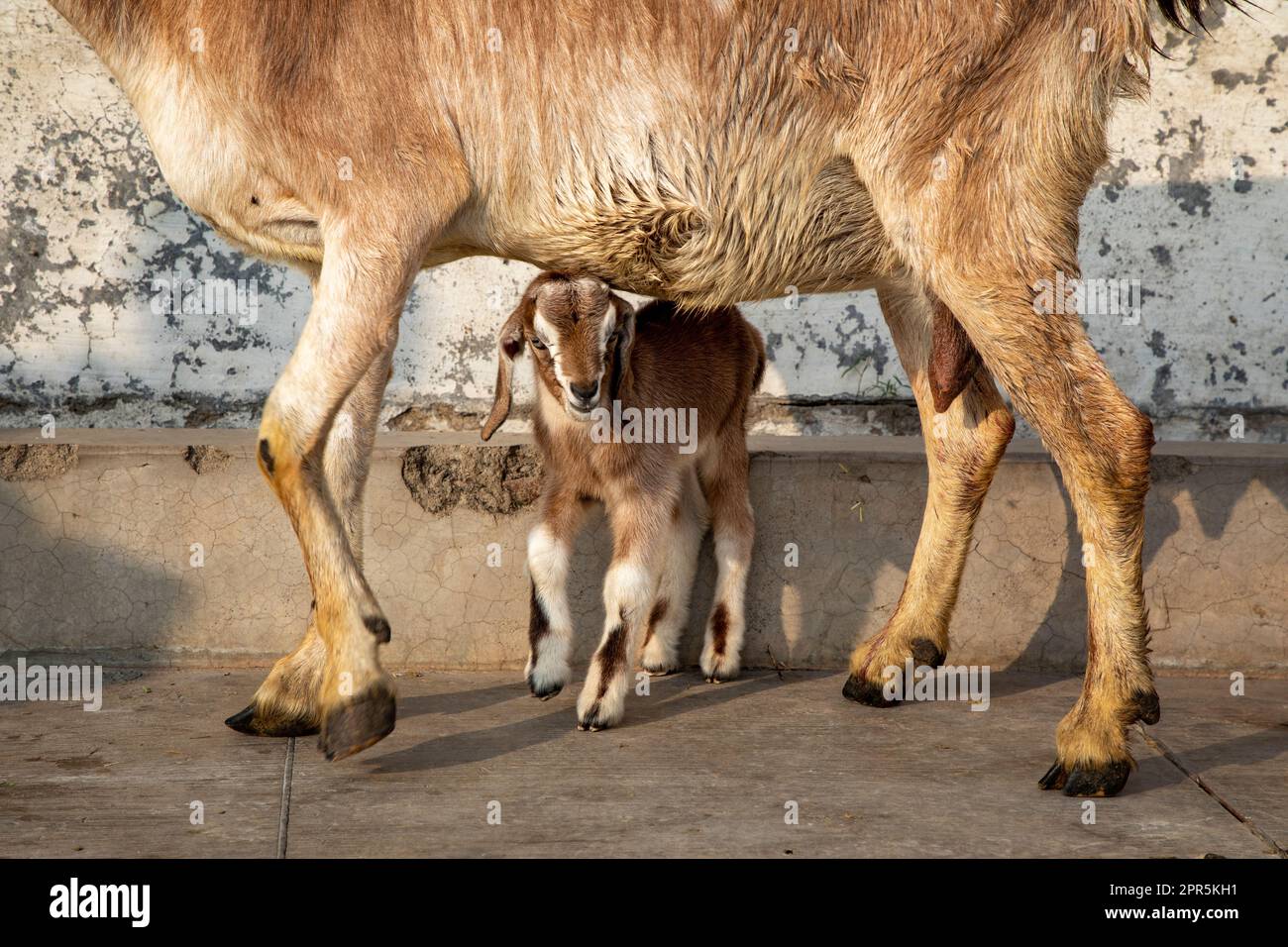 An adorable baby goat stands with its mother on a farm, basking in the ...